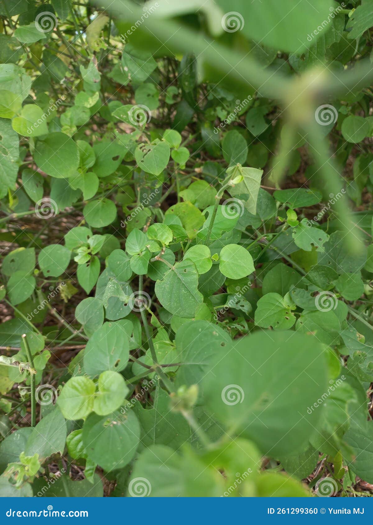 Small Green Leaves on the Garden Stock Photo - Image of flower, fruit ...