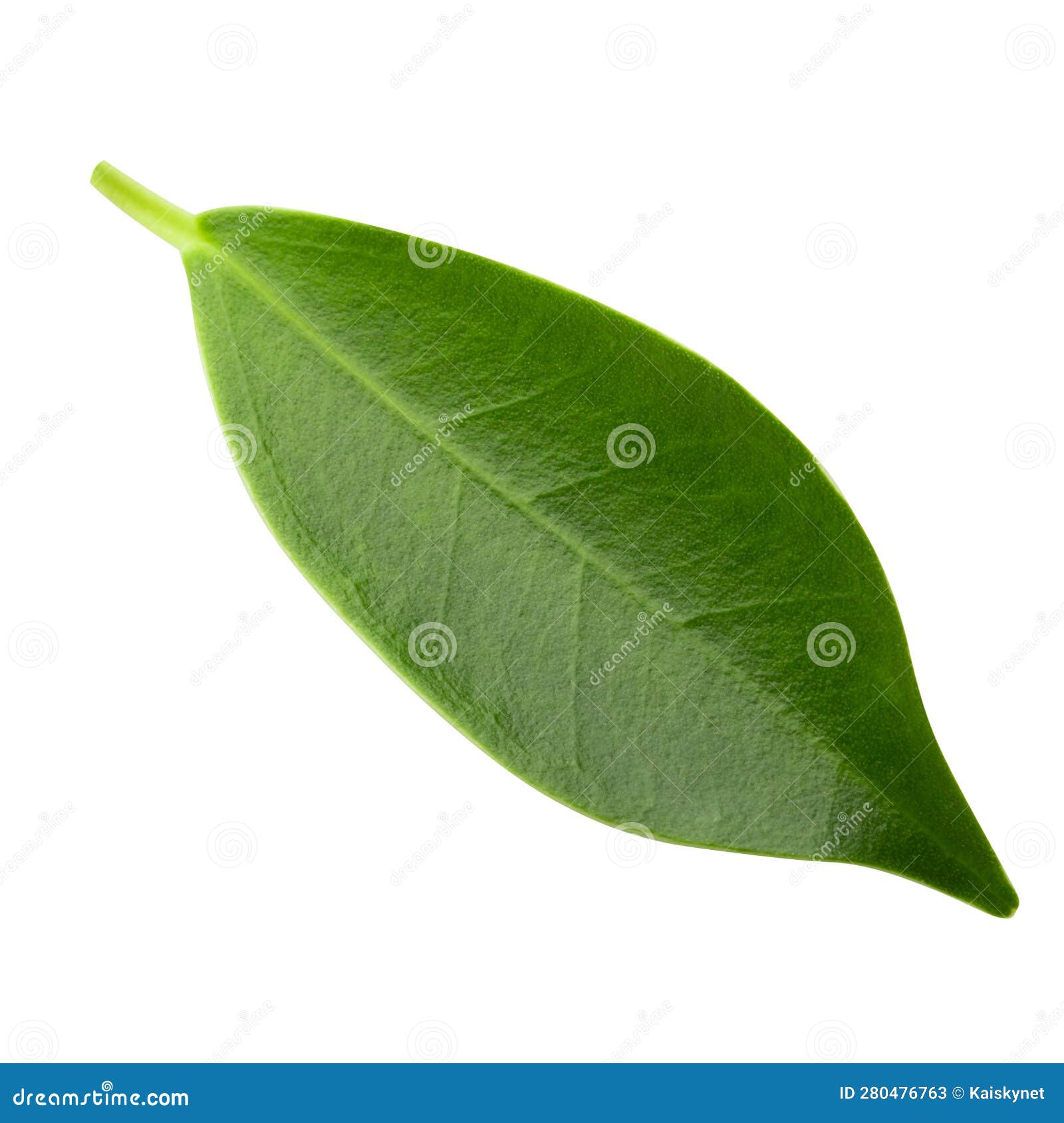 Small Green Leaves Isolated on a White Background Stock Image - Image ...