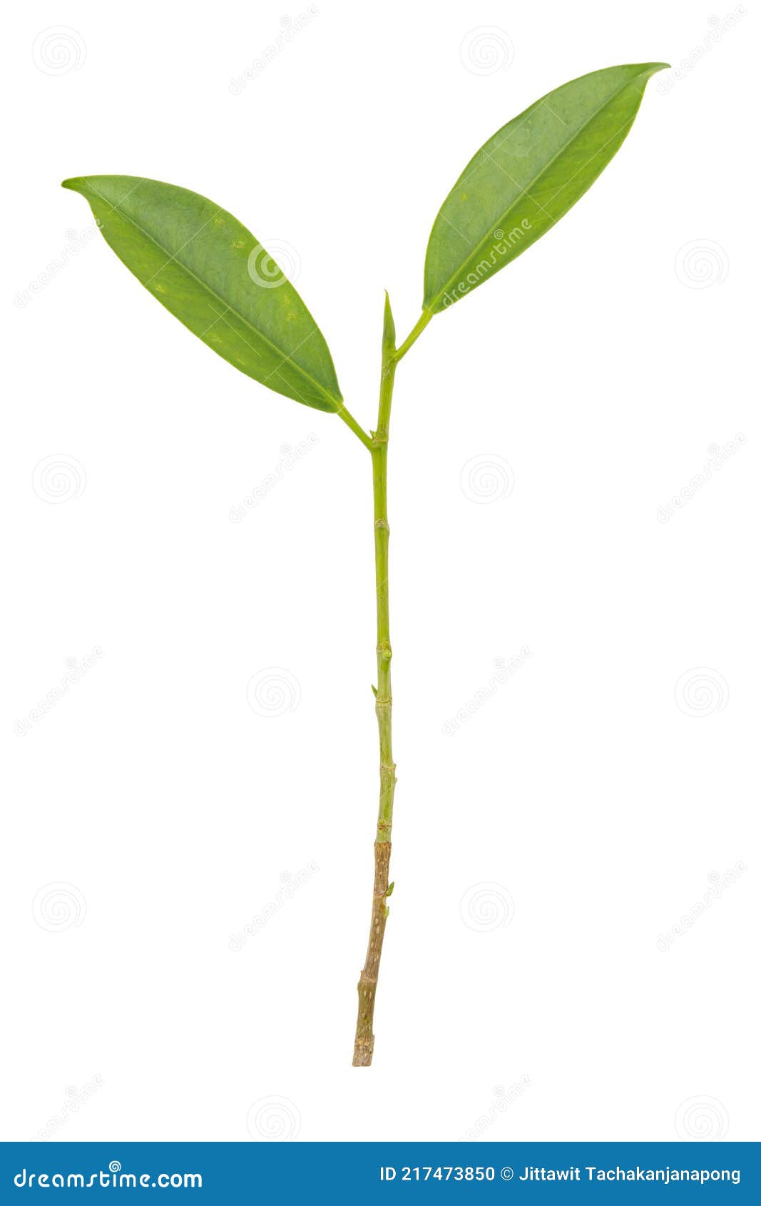 Small Green Leaves Isolated on White Stock Photo - Image of isolated ...