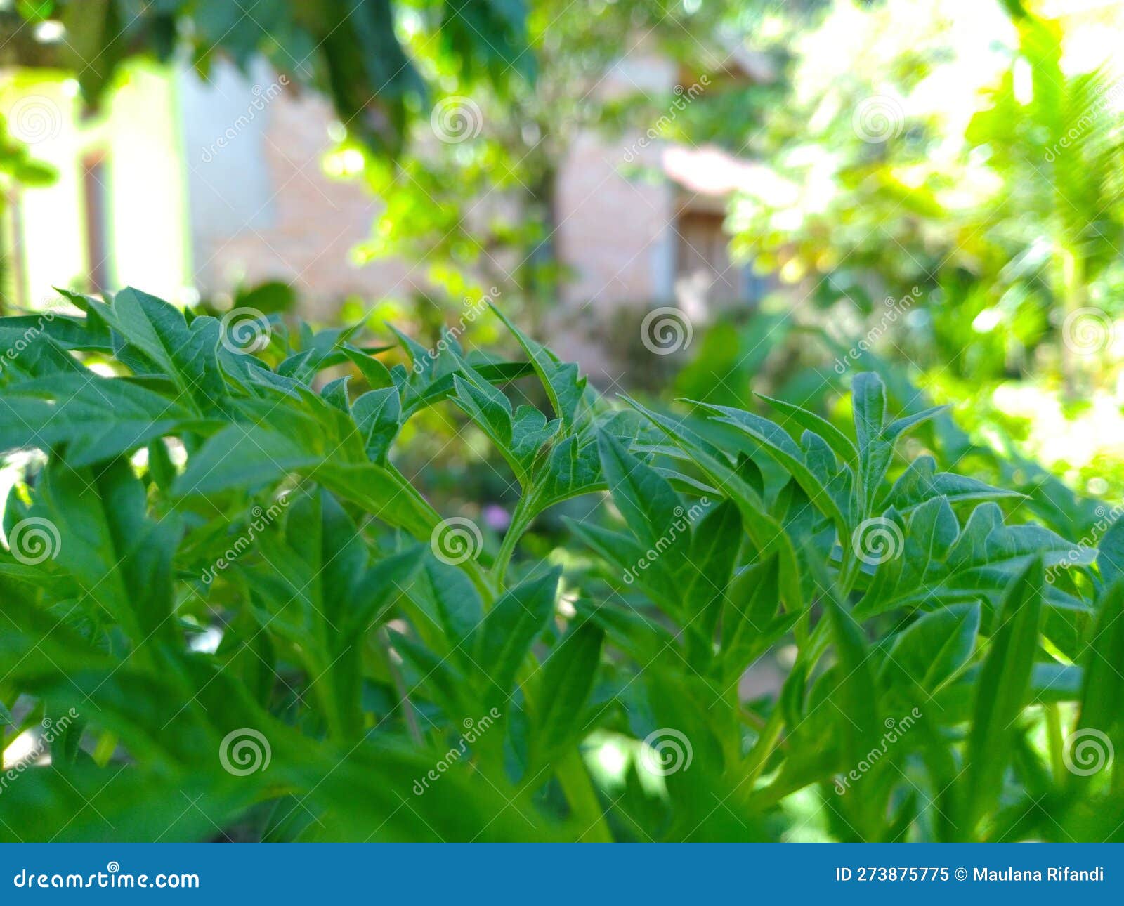 Small Green Leaves are One of the Medicinal Plants Stock Image - Image ...