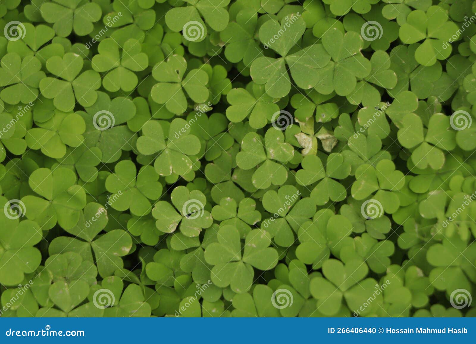 Small Green Leaves Pattern Background, Natural Background and Wallpaper ...