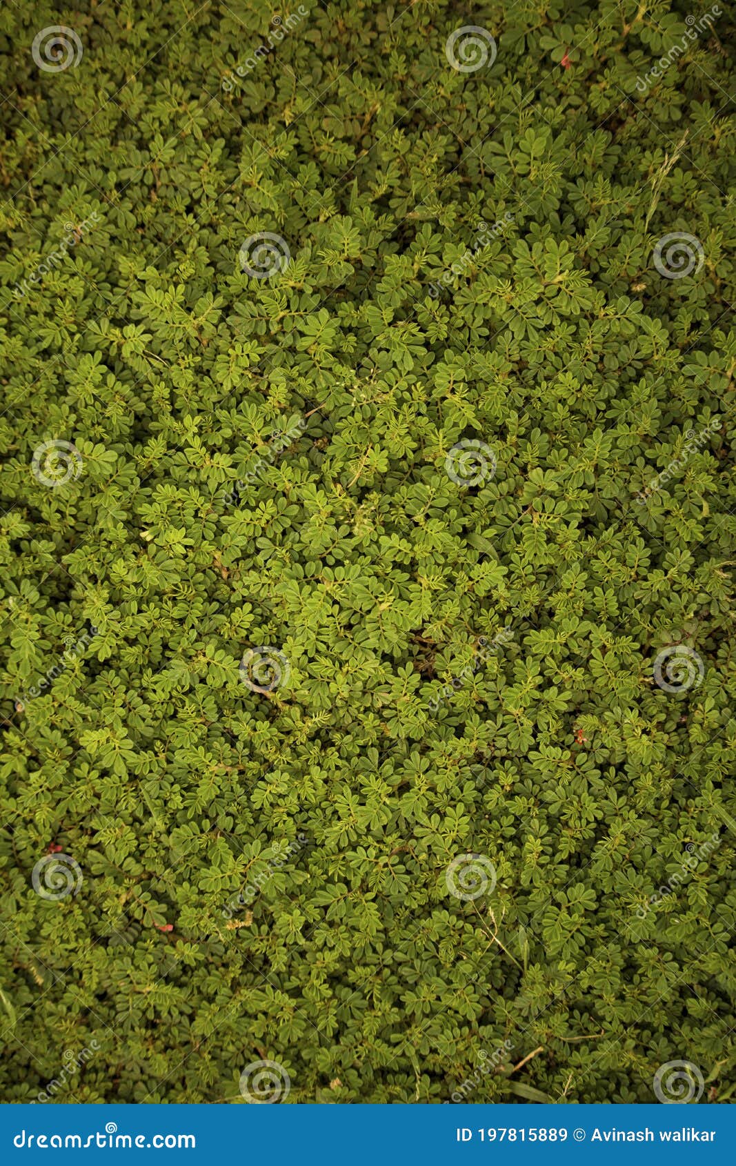 Small green leaves pattern stock image. Image of seamless - 197815889