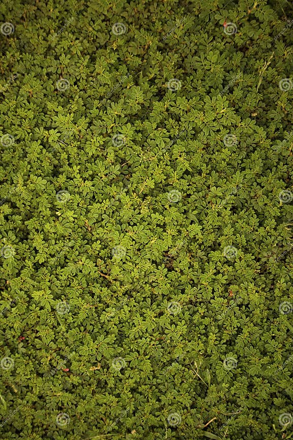 Small green leaves pattern stock image. Image of seamless - 197815889