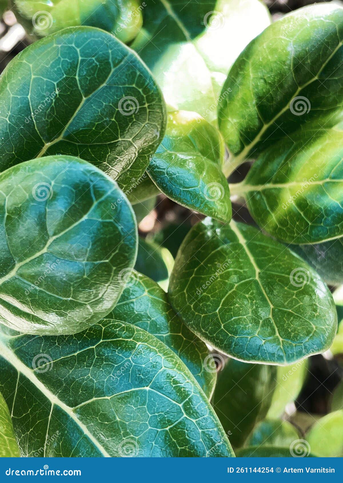 Small Green Leaves of a Plant Stock Photo - Image of nature, closeup ...