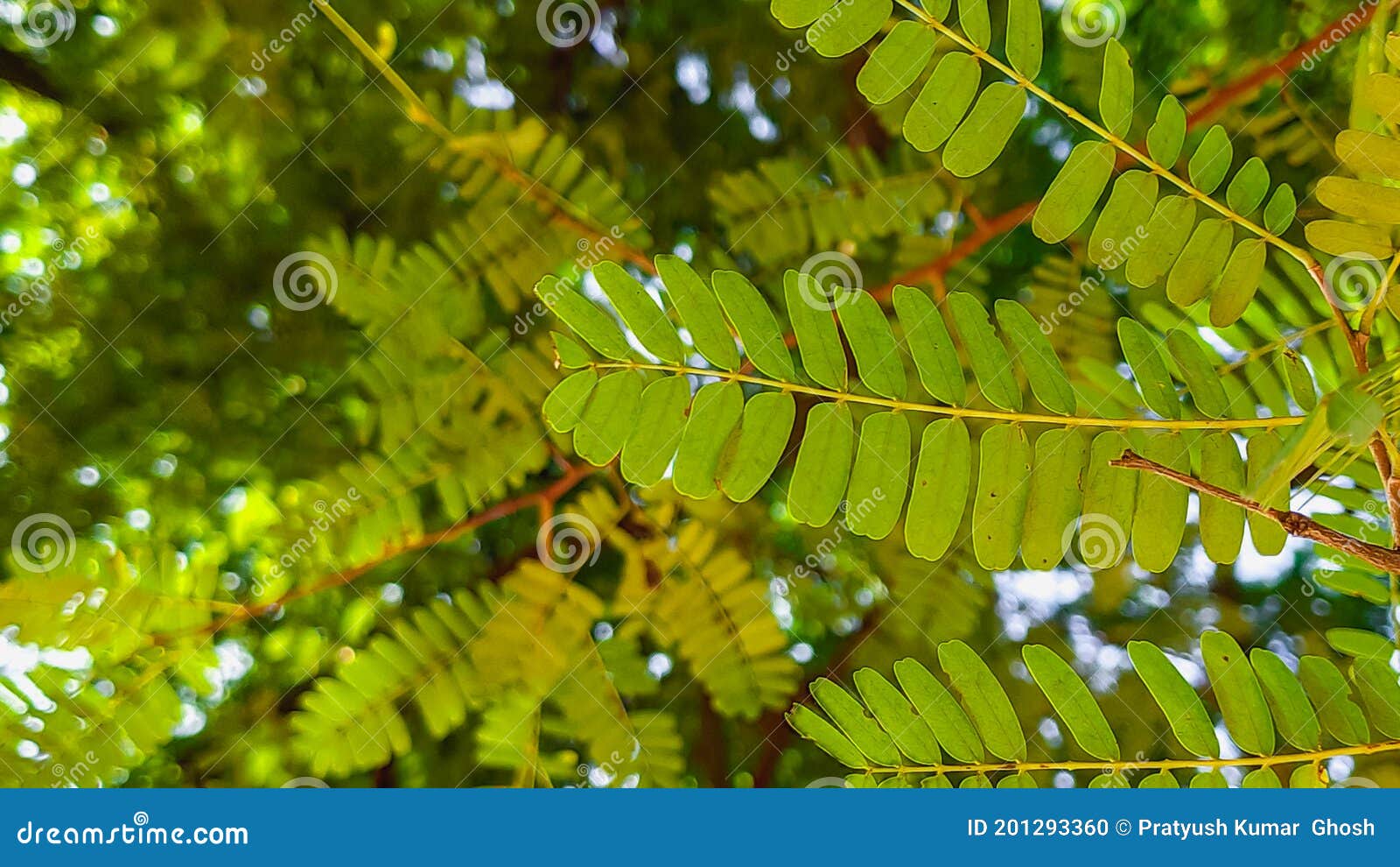 Small Green Leaves of Tamarind Tree Stock Photo - Image of forest ...