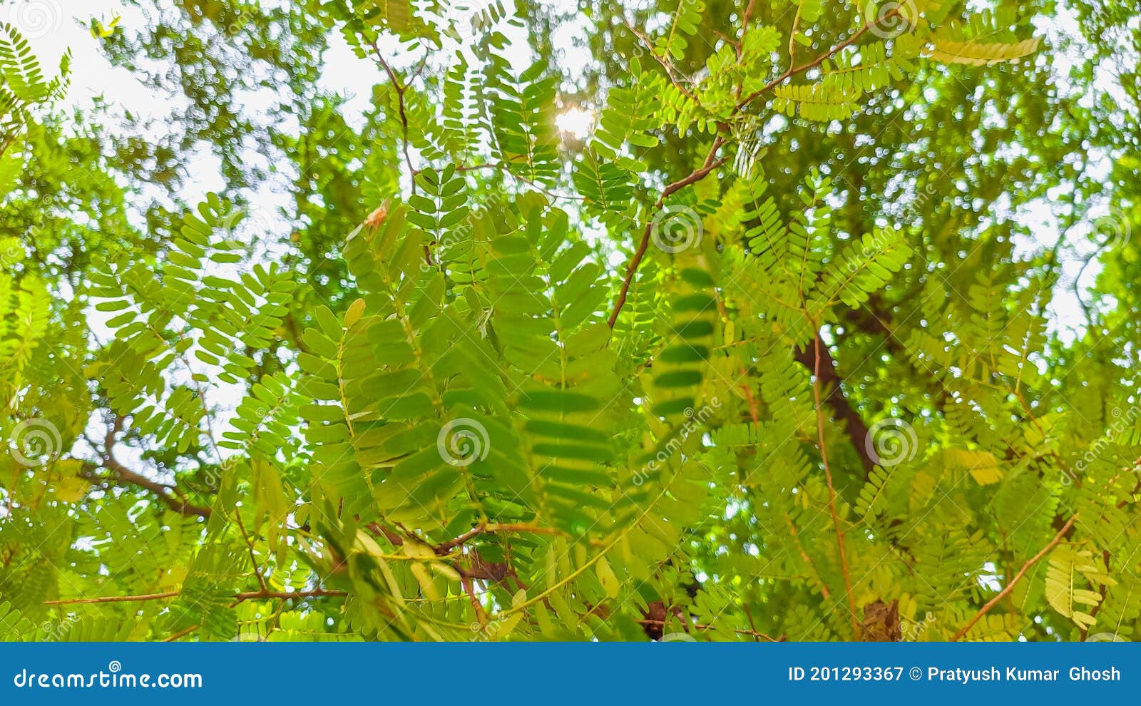 Small Green Leaves of Tamarind Tree Stock Image - Image of tamarind ...