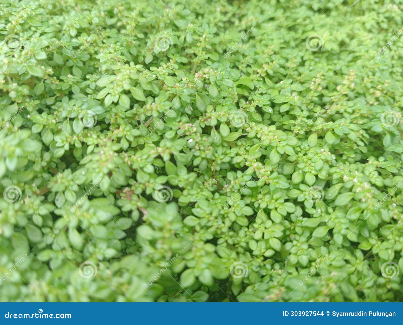 Small Green Leaves Texture and Background Stock Photo - Image of dish ...