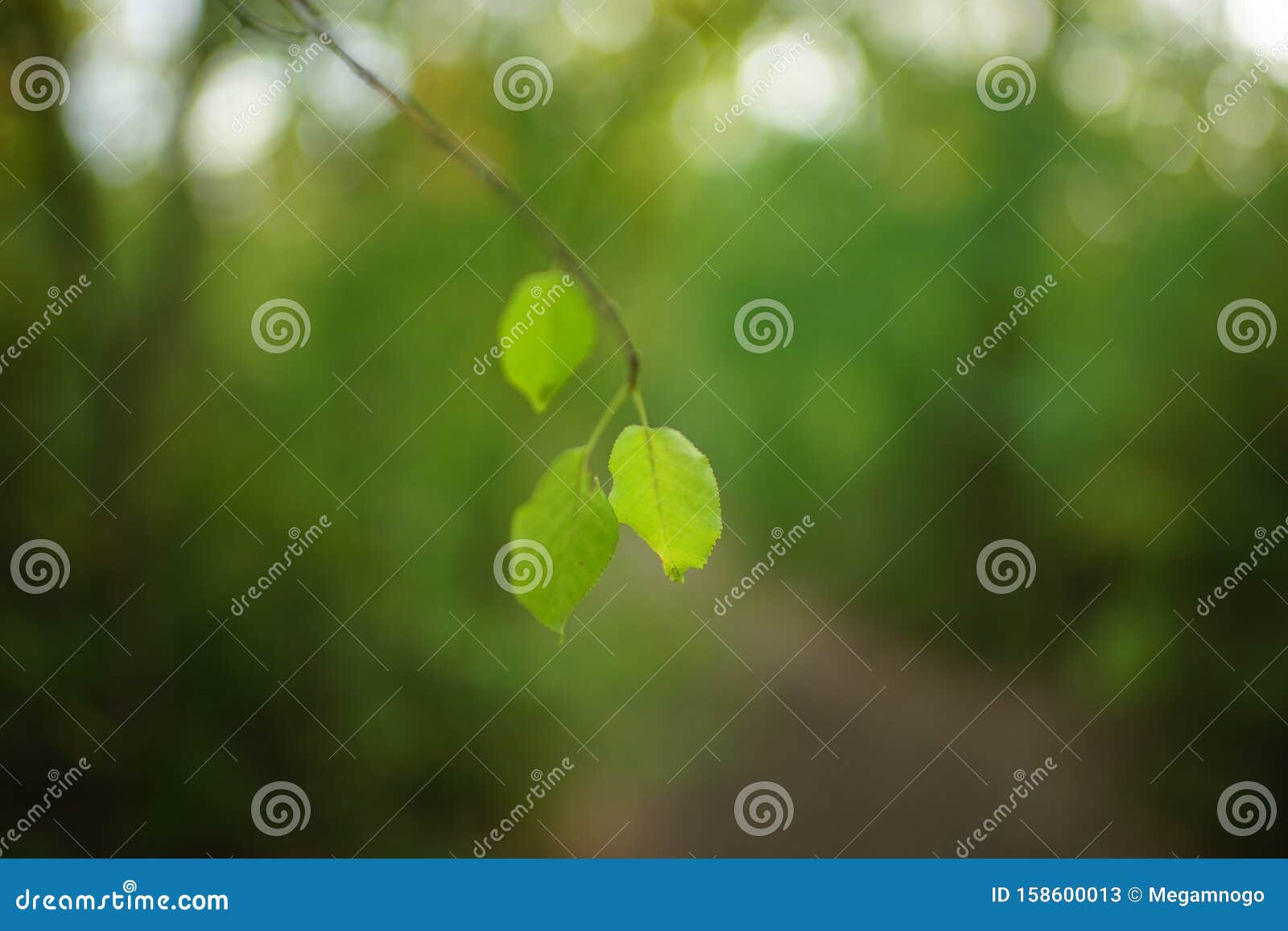 Small Green Leaves on the Tree Branch in Autumn Forest Stock Image ...