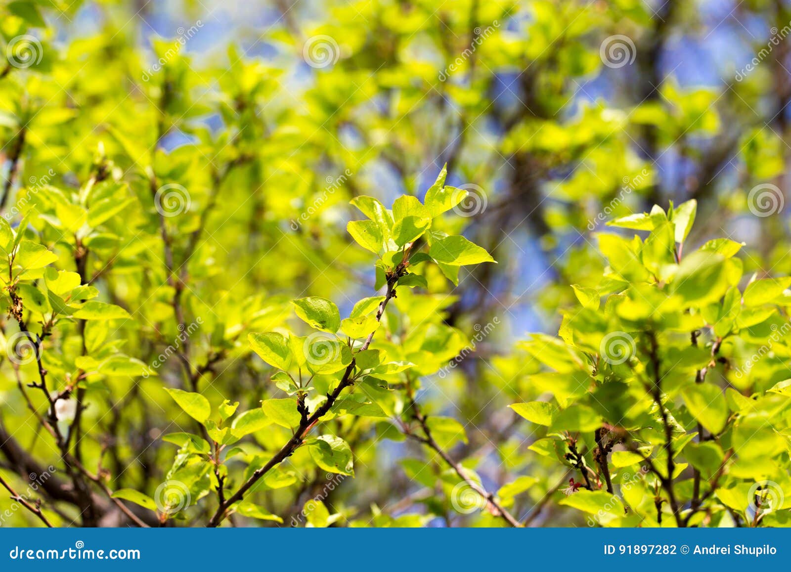 Small Green Leaves on a Tree in Spring Stock Photo - Image of growth ...