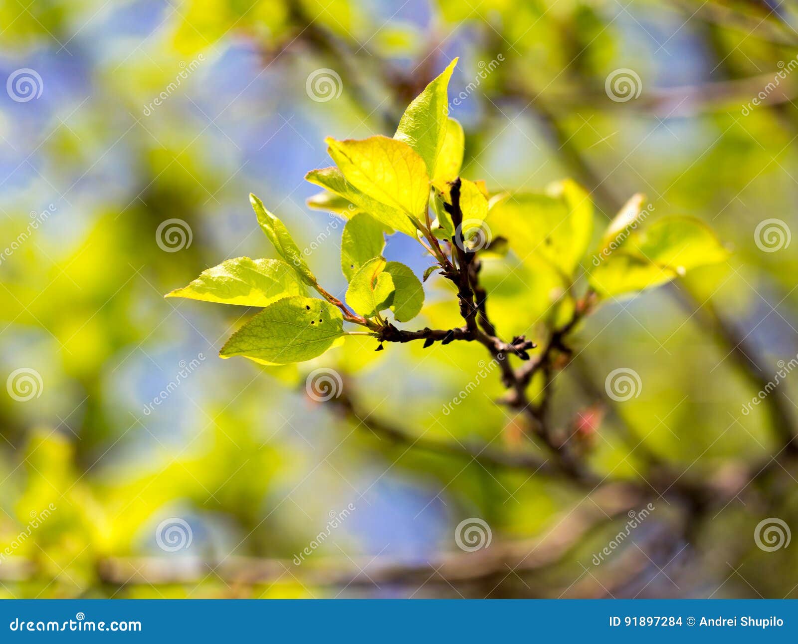 Small Green Leaves on a Tree in Spring Stock Photo - Image of growth ...