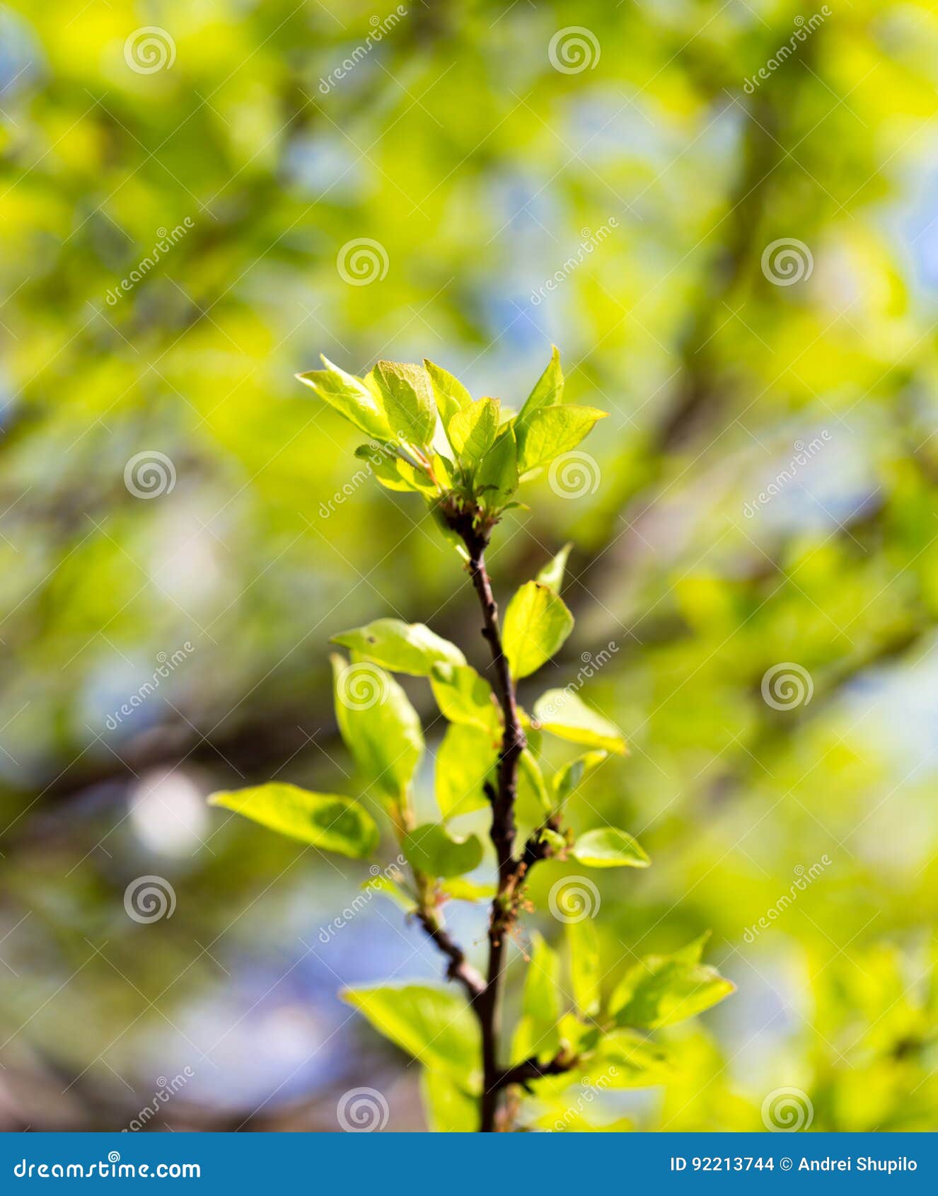 Small Green Leaves on a Tree in Spring Stock Photo - Image of foliage ...
