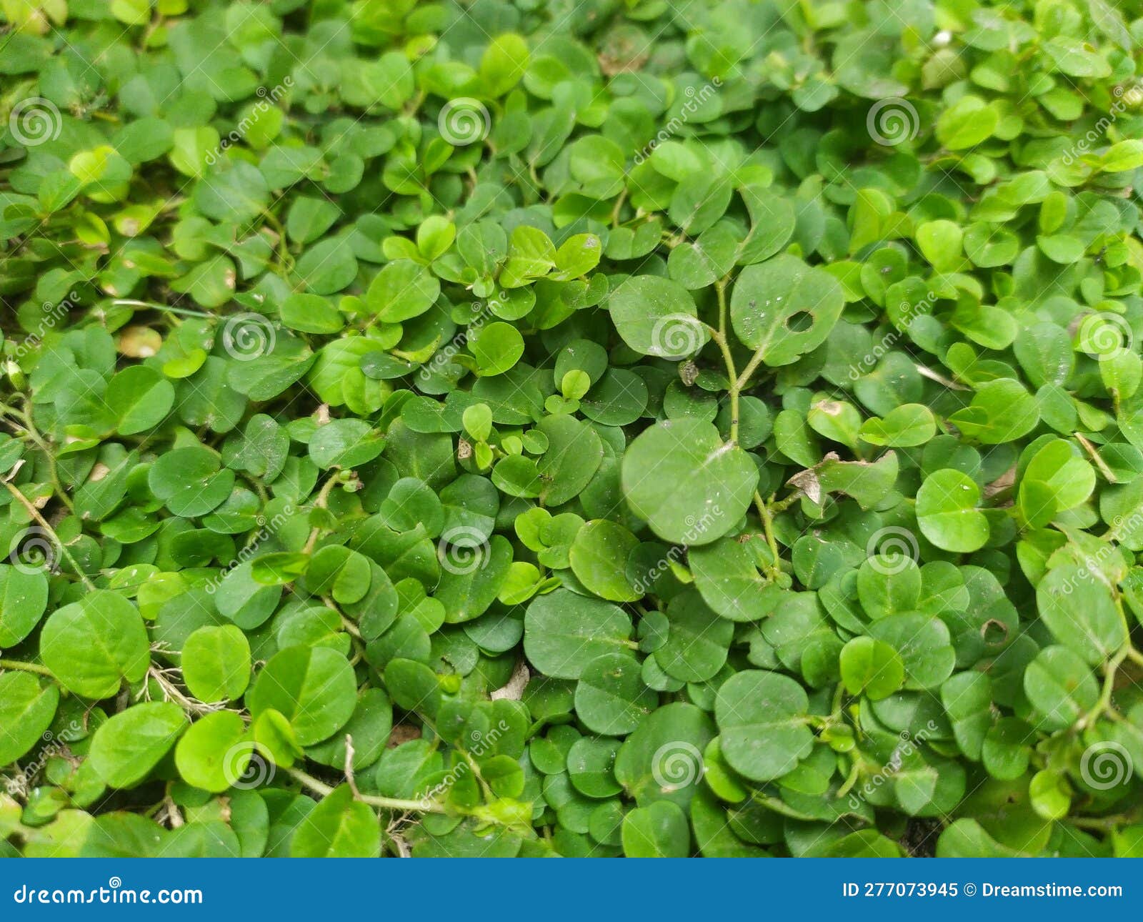 Small Green Leaves in the Yard Stock Image - Image of small, green ...