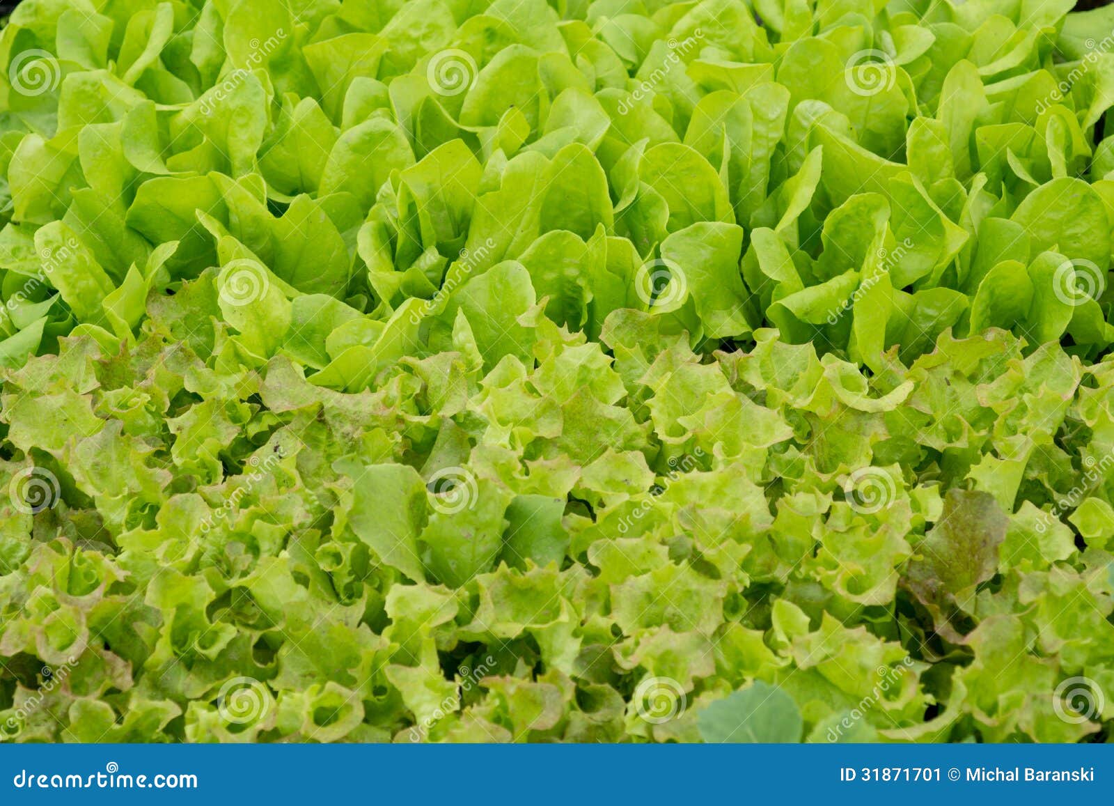 Small green lettuce stock image. Image of food, fresh - 31871701
