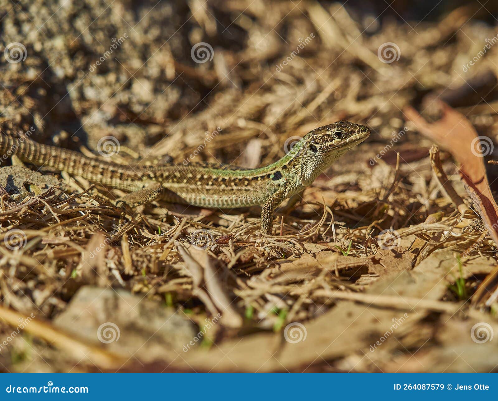 Small Green Lizard Crawling on the Floor Stock Image - Image of closeup ...