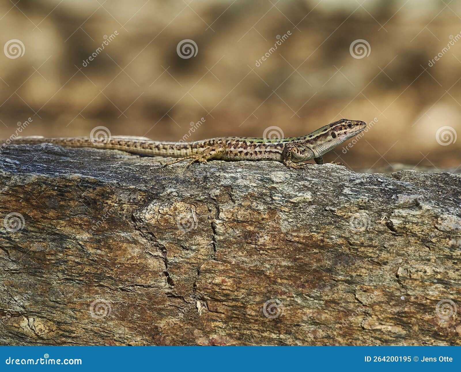 Small Green Lizard Crawling on the Floor Stock Image - Image of dragon ...
