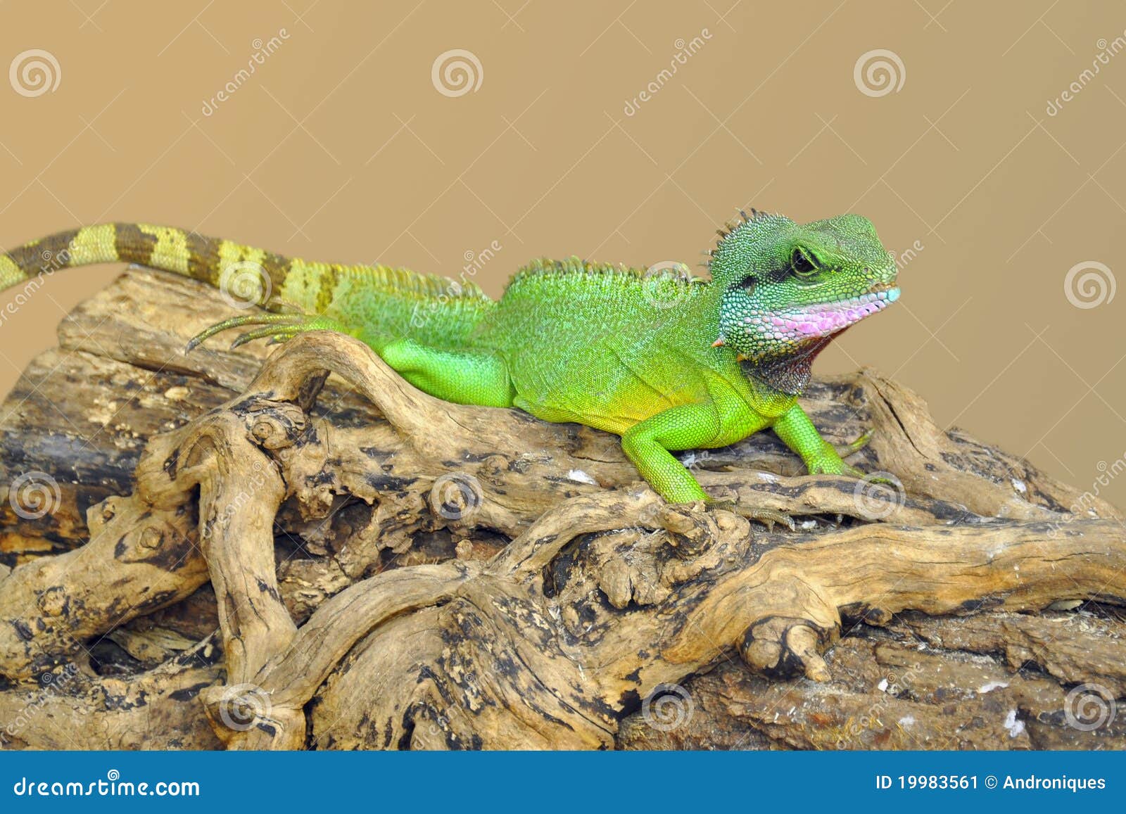 Small green lizard on log stock image. Image of wild - 19983561