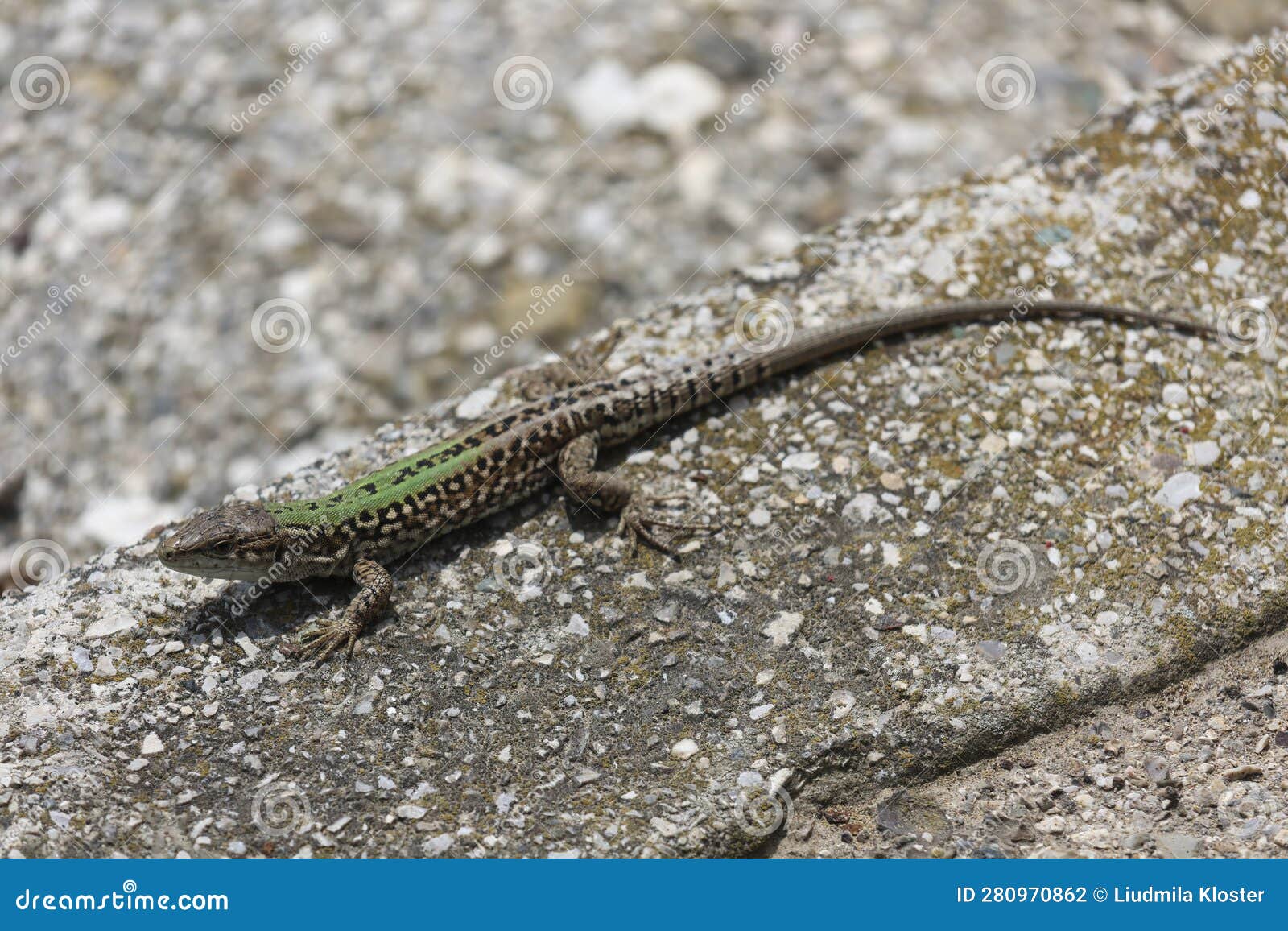 Lizard stock photo. Image of rest, snake, long, lizard - 280970862