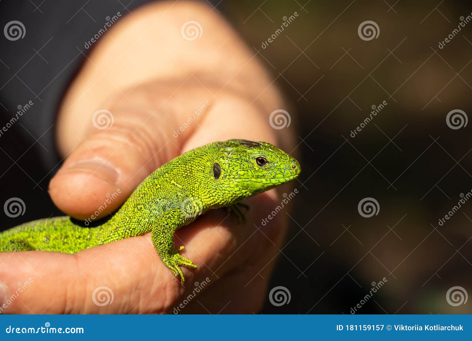A Small Green Lizard Sitting on a Hand Caught in a Park in Ukraine ...