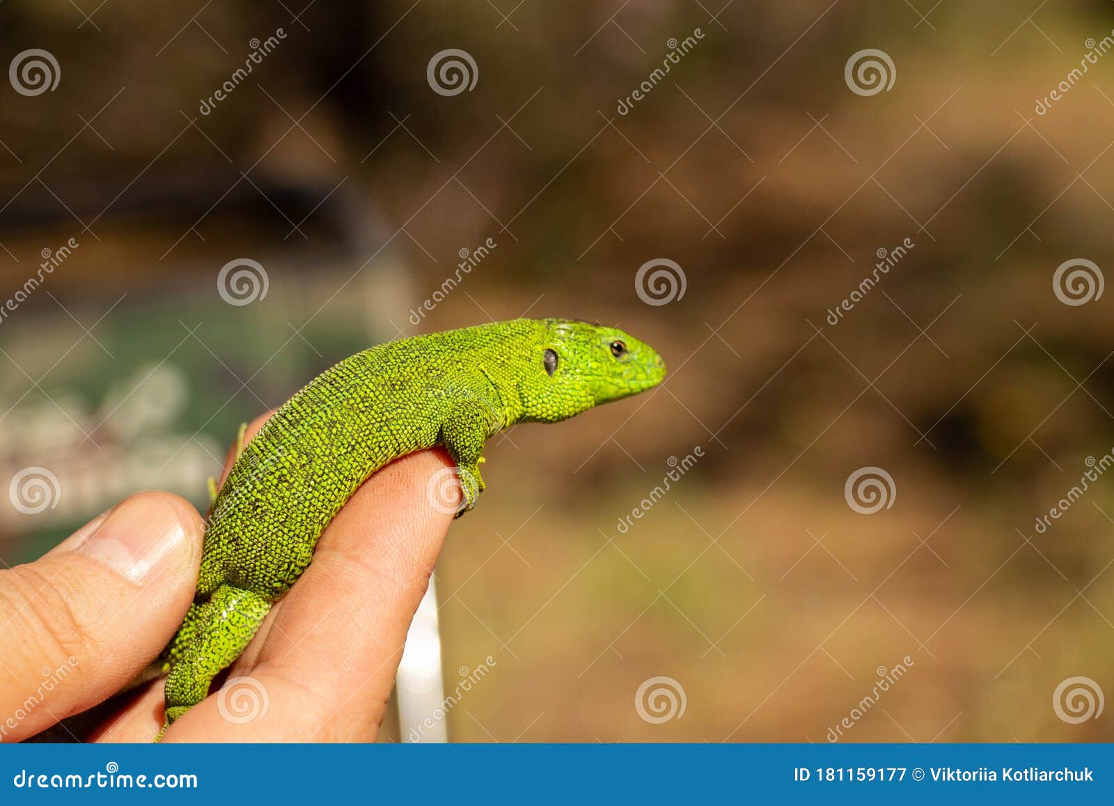A Small Green Lizard Sitting on a Hand Caught in a Park in Ukraine ...