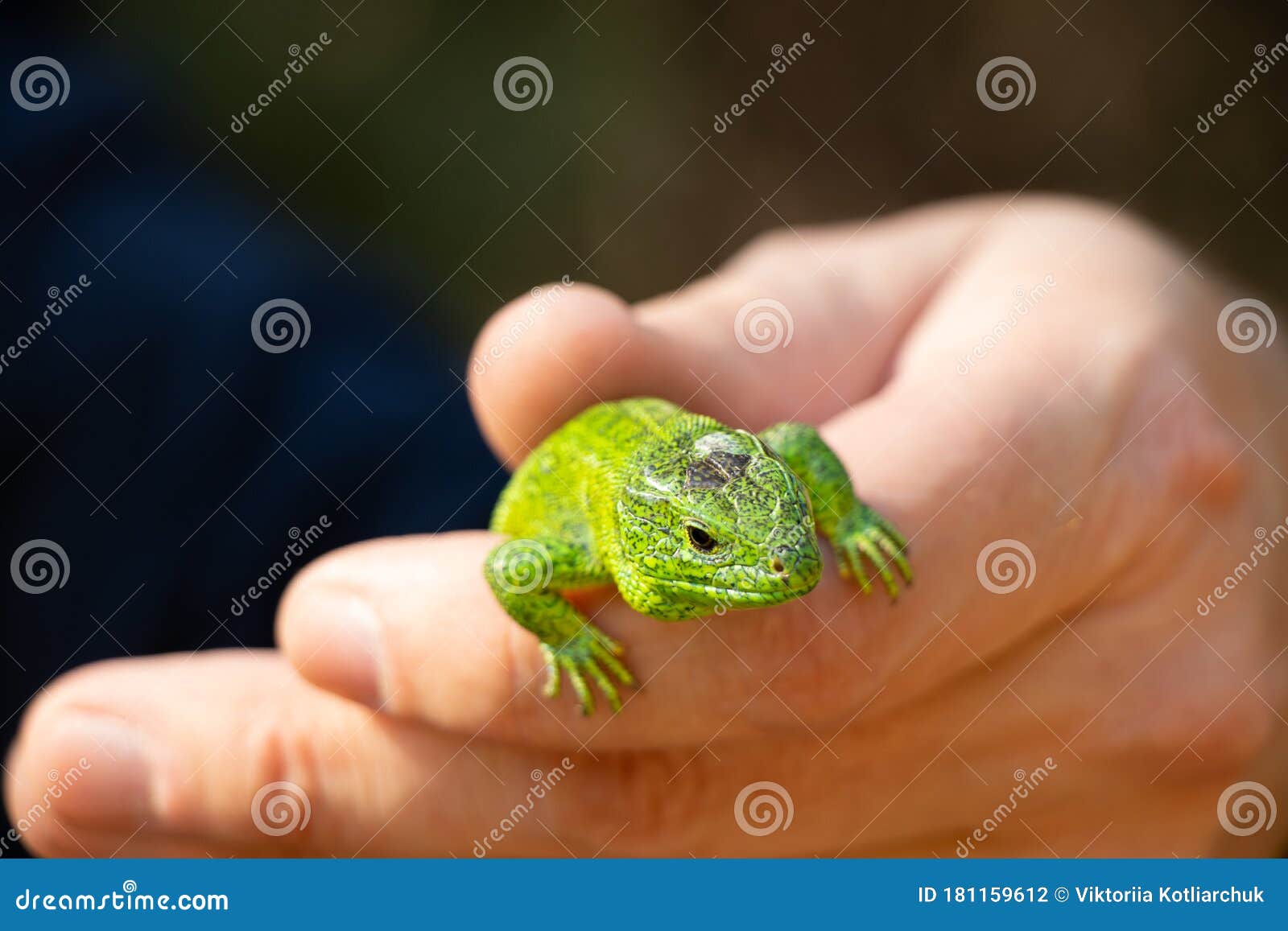 A Small Green Lizard Sitting on a Hand Caught in a Park in Ukraine ...