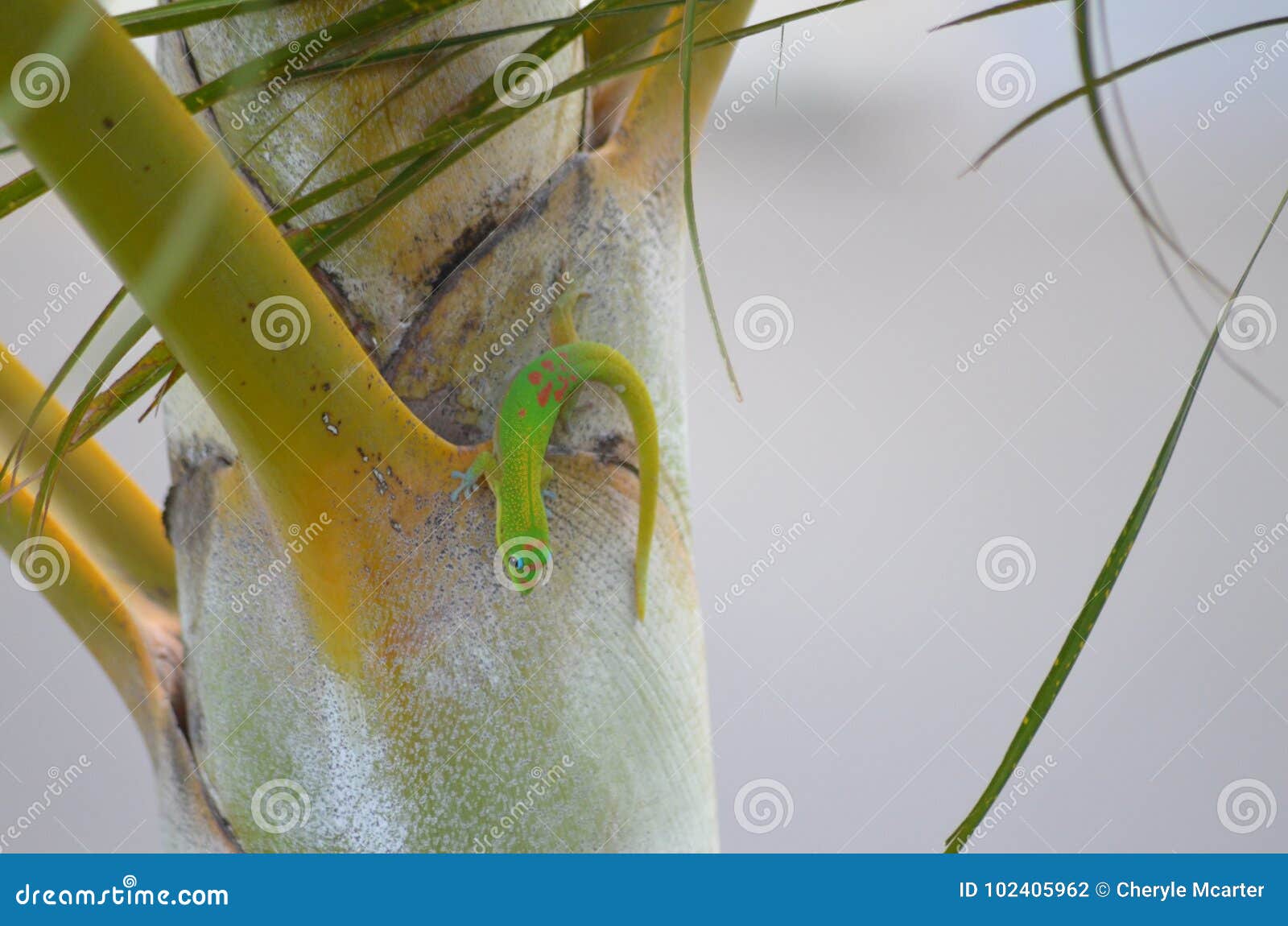 389 Small Lizard Palm Tree Stock Photos - Free & Royalty-Free Stock ...