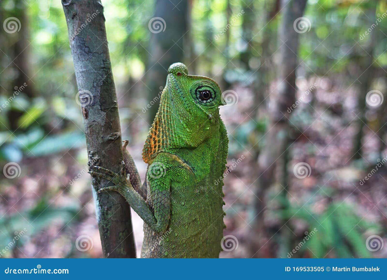 Small Lizard Sitting on a Stick Stock Image - Image of life, stick ...