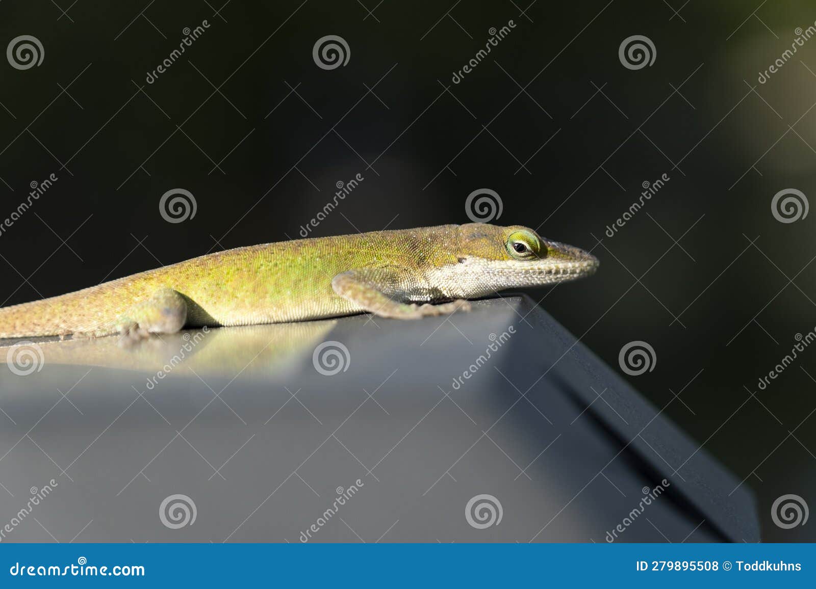 Small Green Lizard Sitting in the Sunlight Stock Photo - Image of ...