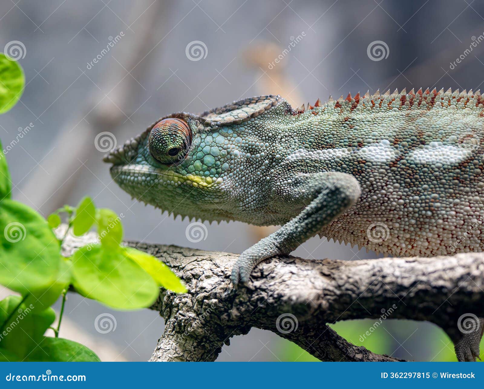 Small Green Lizard Standing on a Stick Stock Image - Image of ...