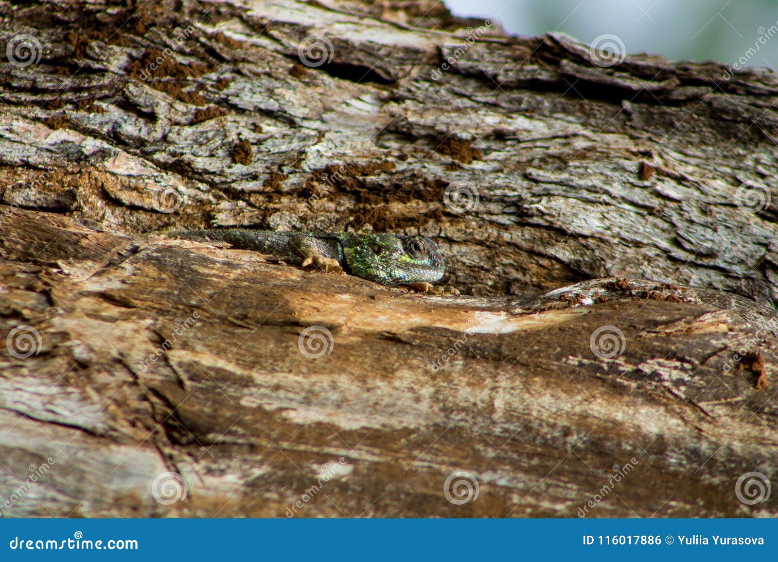 Small Green Lizard in the Wild Nature on Tree Trunk Stock Photo - Image ...