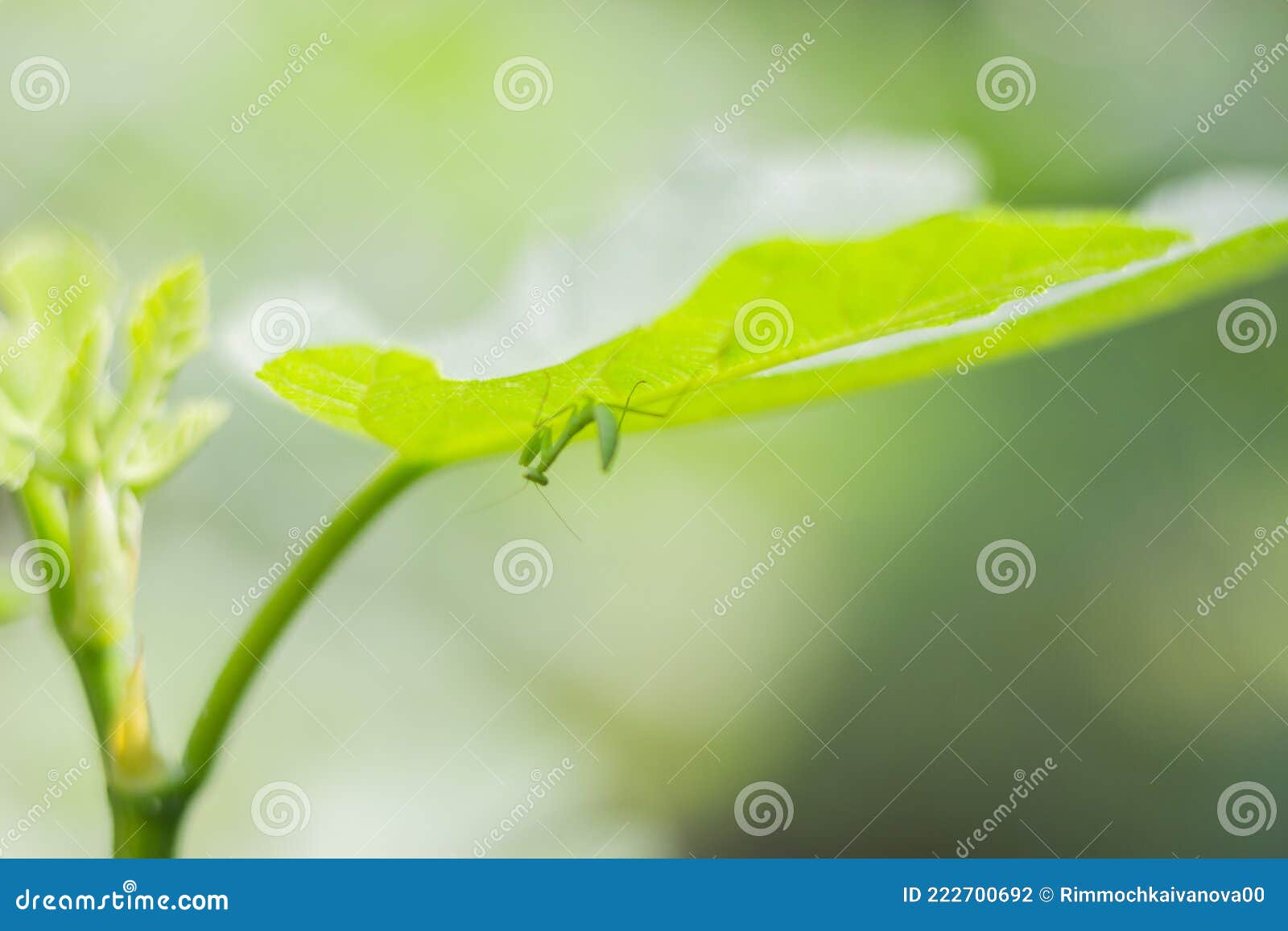 Small Green Mantis Beetle Hides on the Back of a Fig Leaf Stock Photo ...