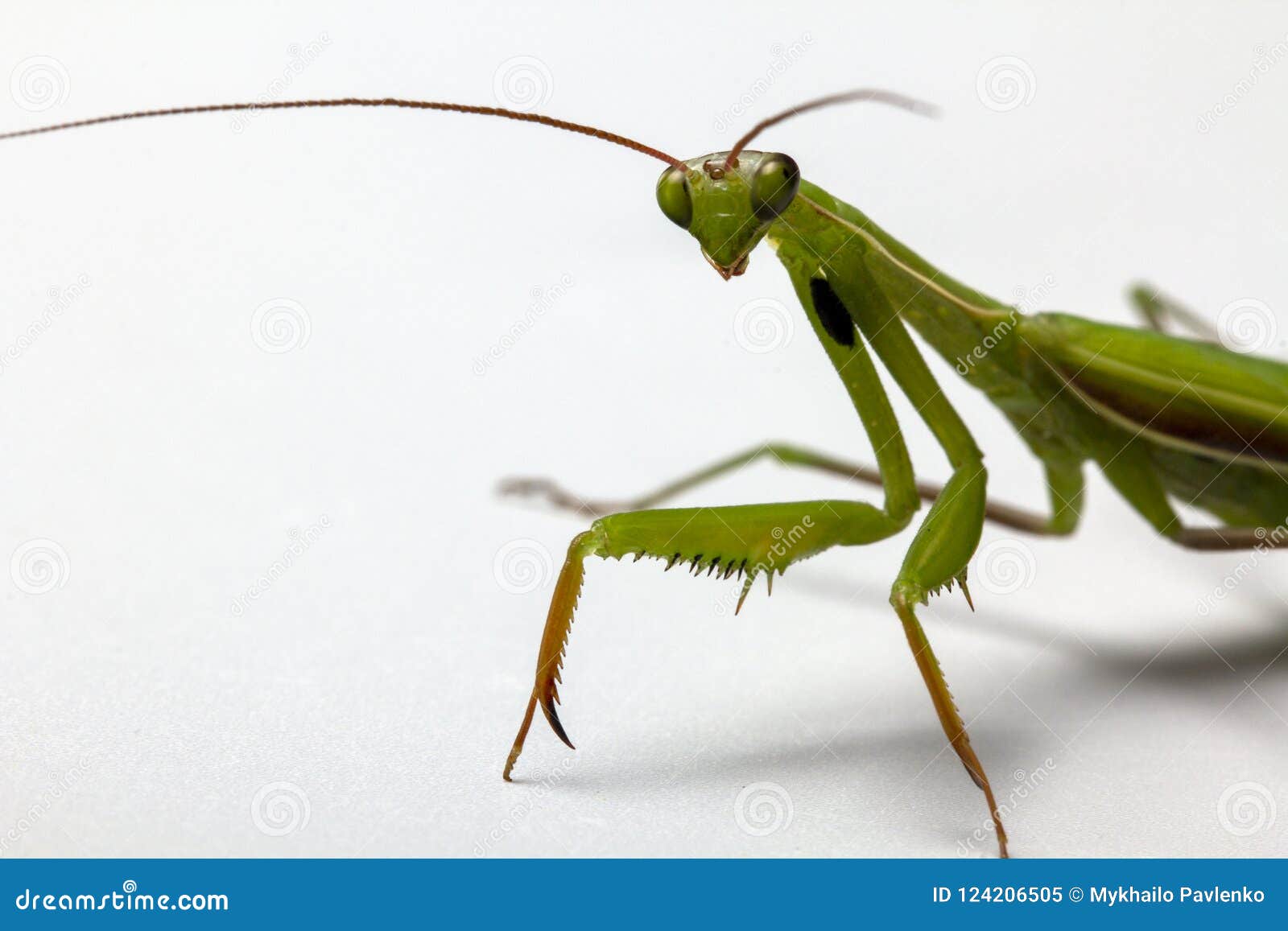 A Small Green Mantis on a Light Background Stock Image - Image of ...