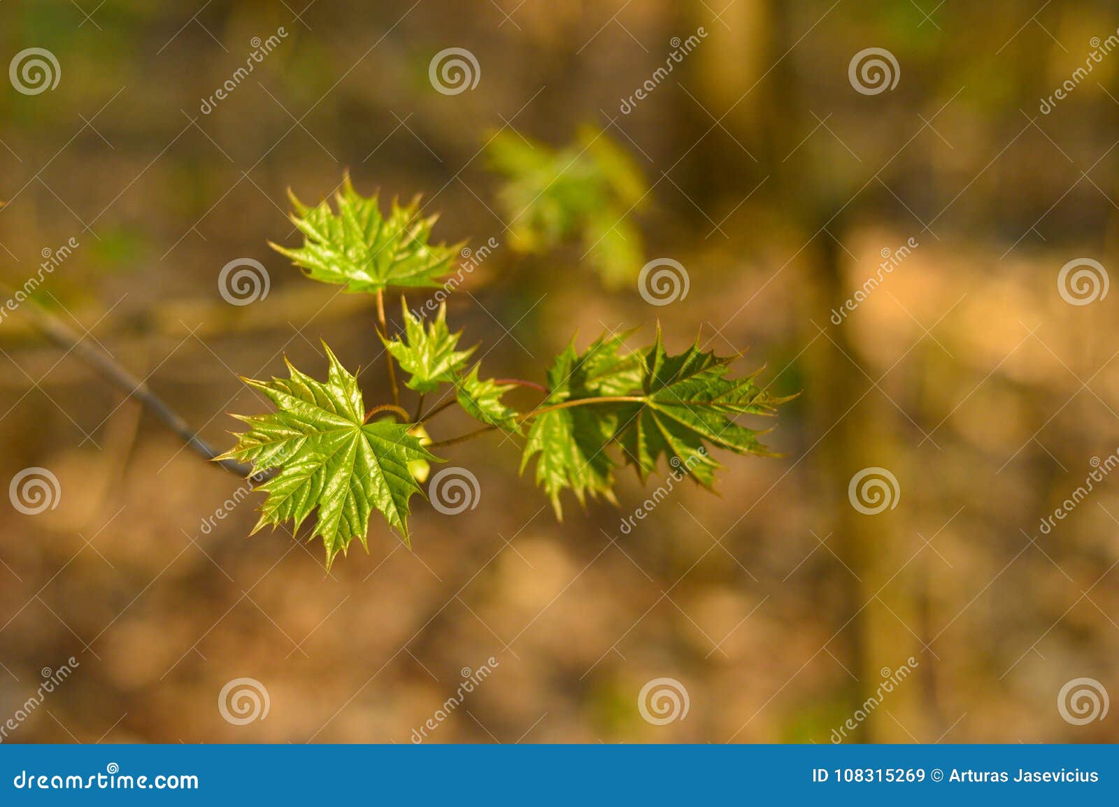 A Very Small Maple Leaf in Spring Stock Image - Image of branch, leaf ...