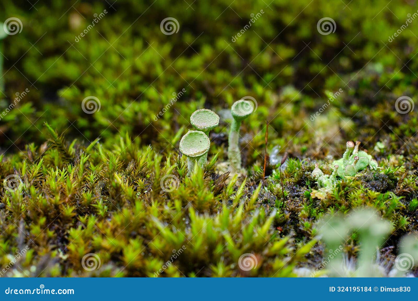 Small Green Micro Mushrooms Macro Photo Stock Photo - Image of flora ...