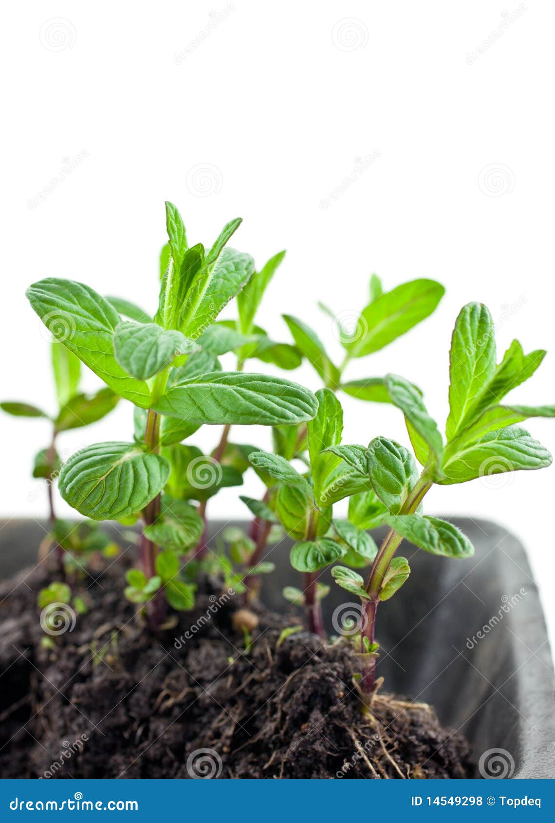 Small Green Mint Sprouts in Plastic Pot Stock Photo - Image of garnish ...