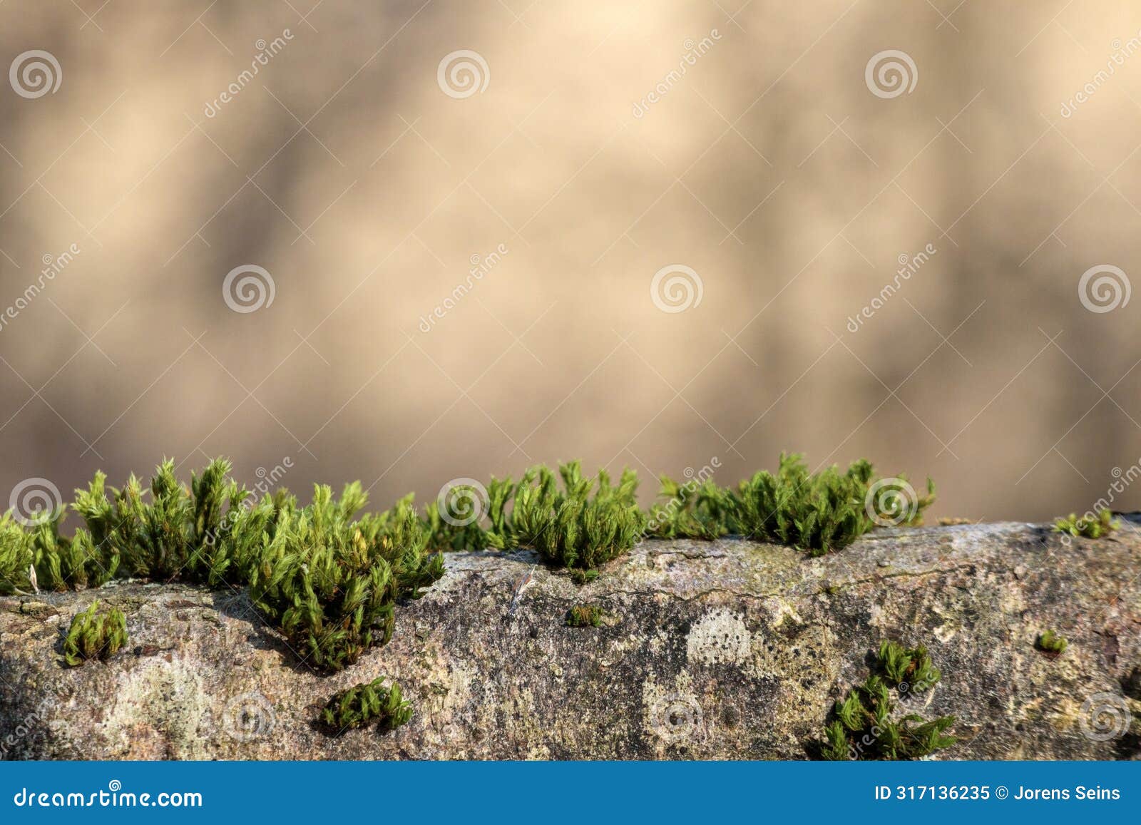 .small and Green Moss on Stones on a Brown Background Stock Image ...