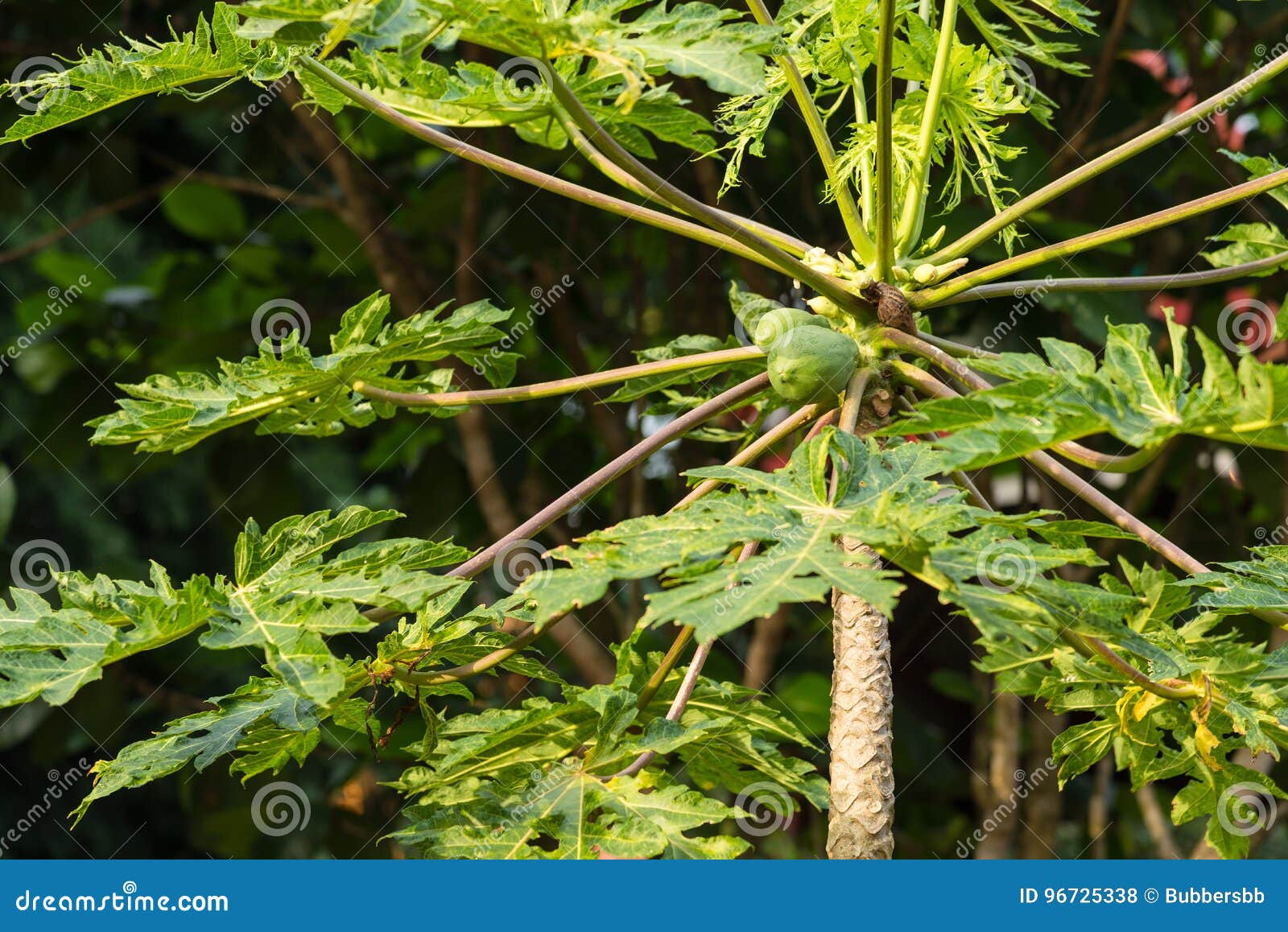 Small Green Papaya on Papaya Tree. Stock Photo - Image of fruit ...
