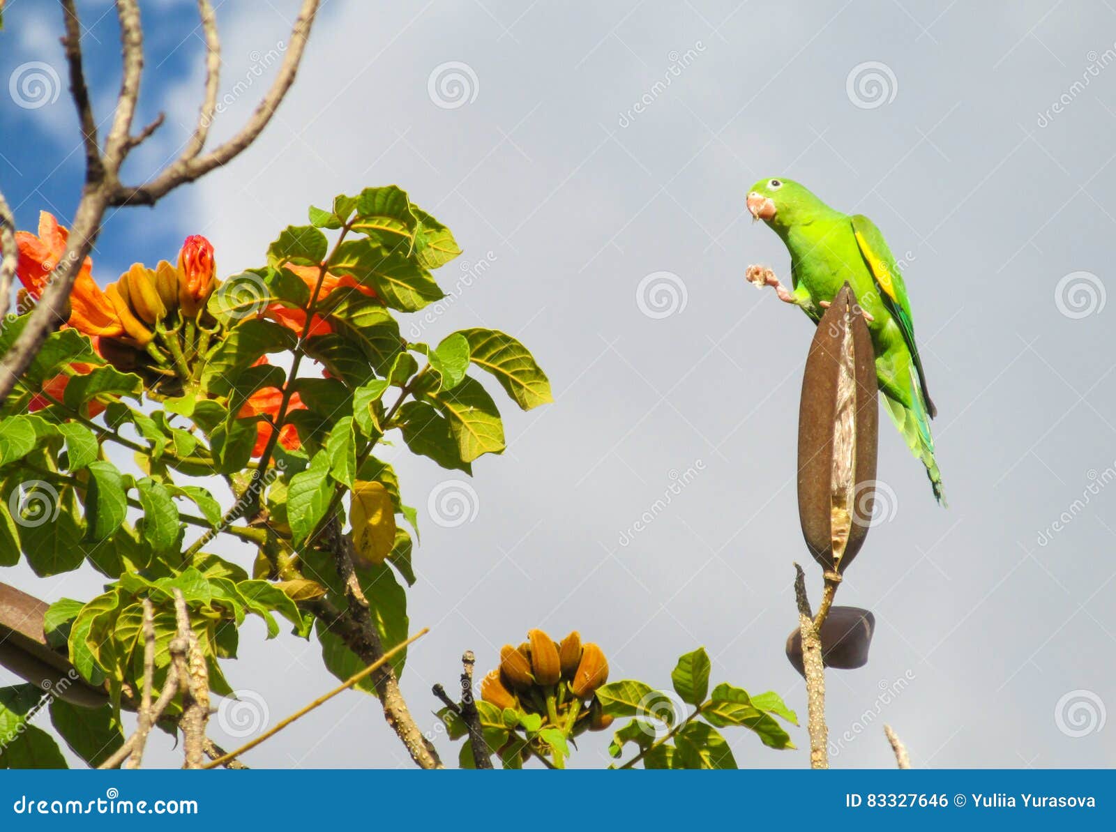 Small Green Parrot on Flower Tree Branch Stock Photo - Image of bird ...