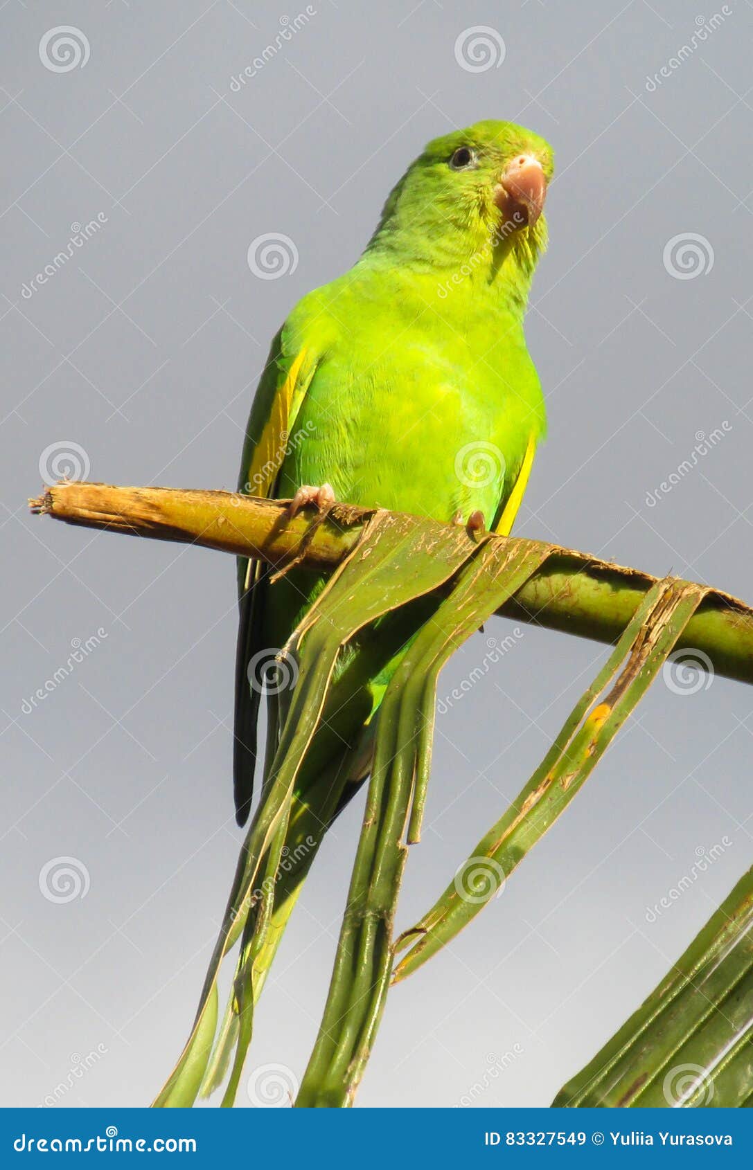 Small Green Parrot on Tree Branch Stock Image - Image of city, animal ...