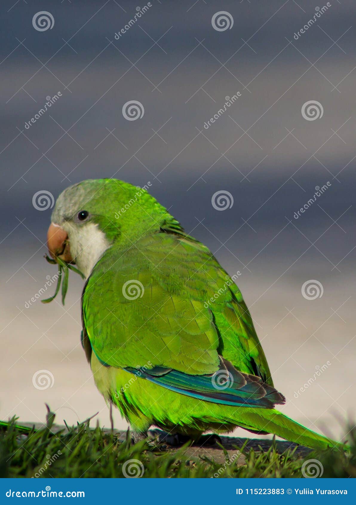 Small Green Parrot in the Wild Nature Stock Image - Image of bird ...