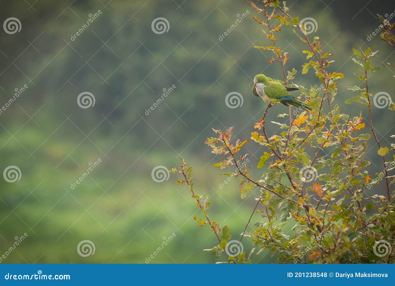 Small Green Parrots on an Autumn Tree Branch in Rome, Italy Stock Photo ...