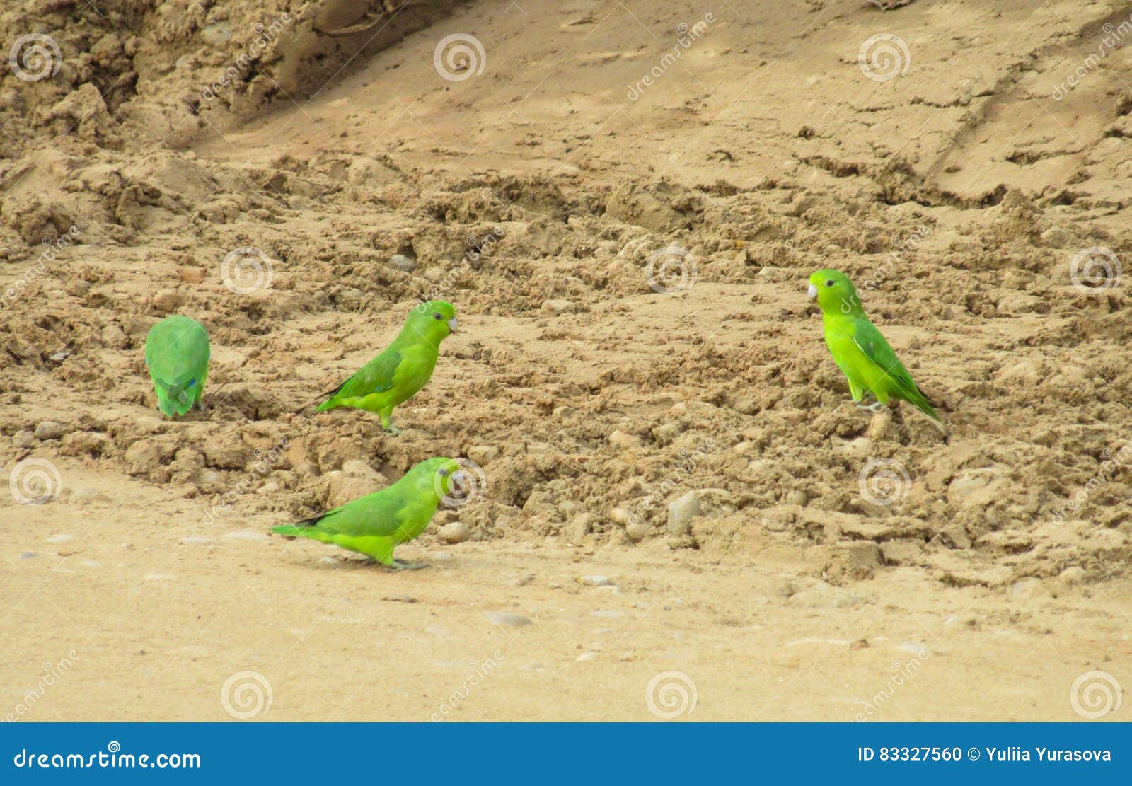 Small Green Parrots on the Ground Stock Photo - Image of green, leaves ...