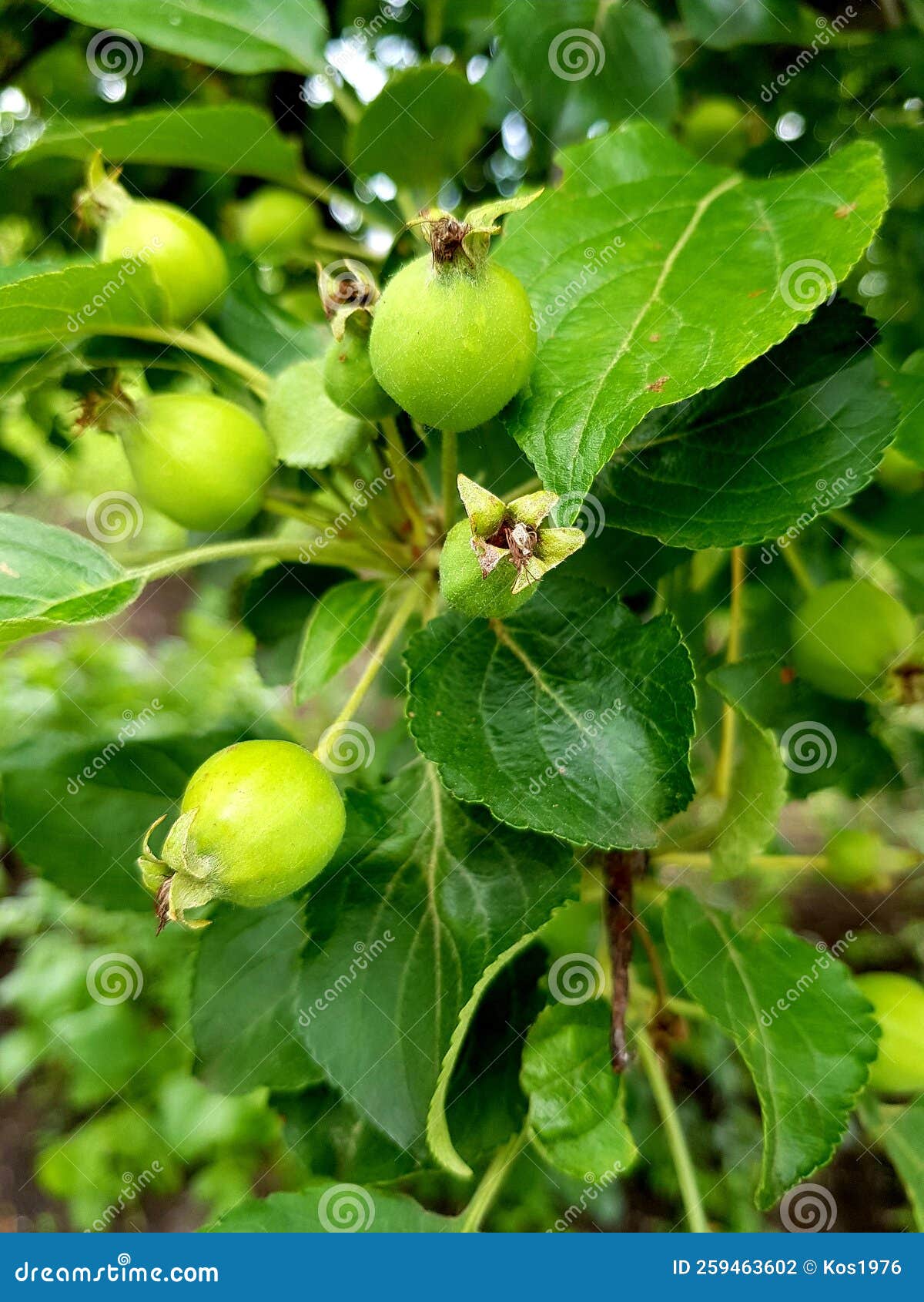 Small Green Pears on a Branch Stock Photo - Image of field, cereal ...