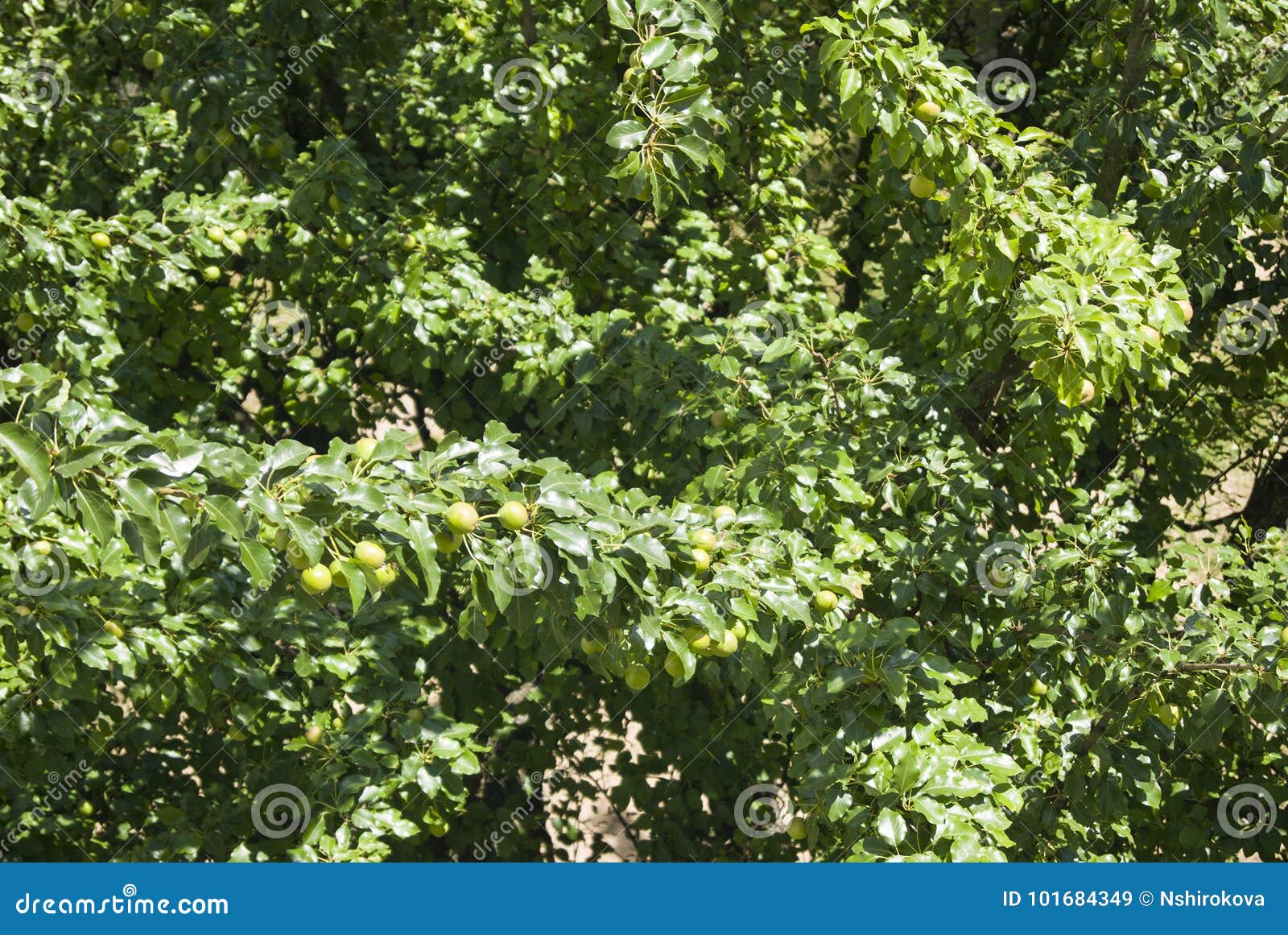 Small Green Pears on the Branches Stock Image - Image of plant, tree ...