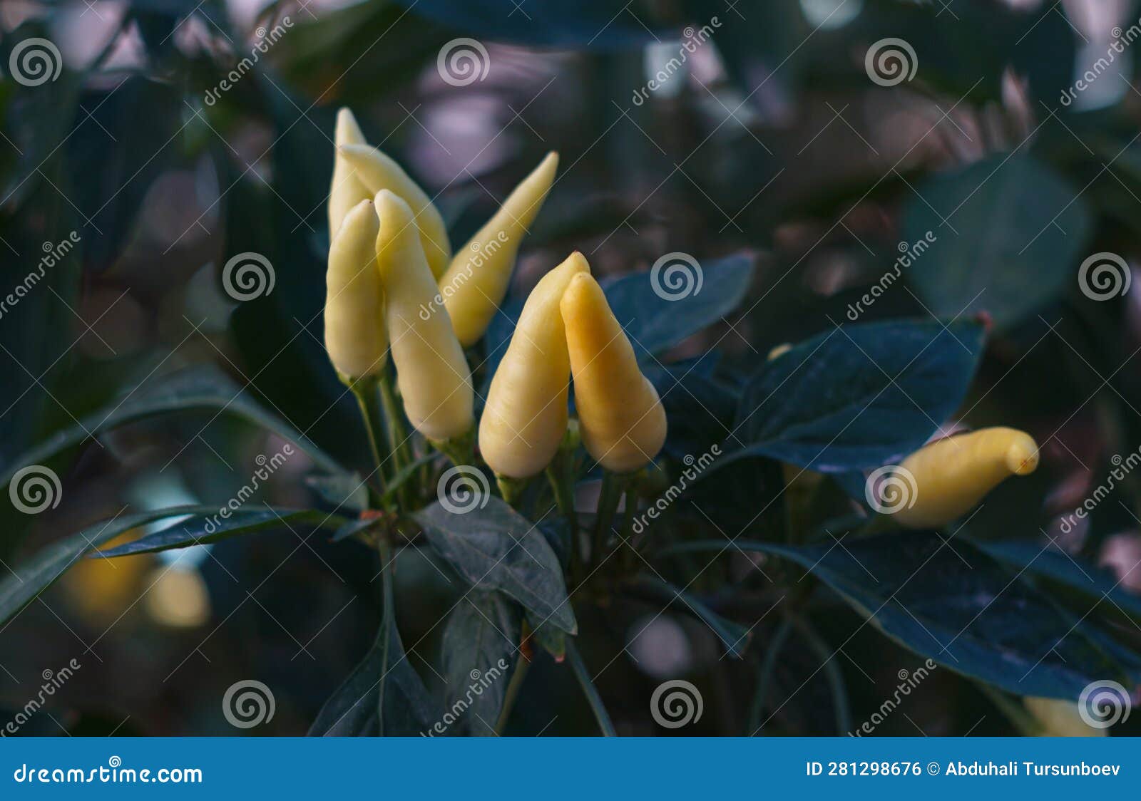 Small green pepper stock photo. Image of small, pepper - 281298676