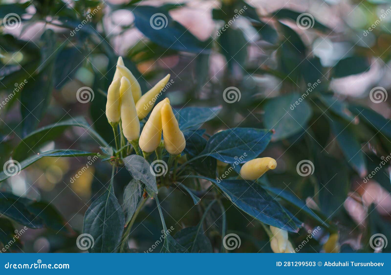 Small green pepper stock image. Image of farm, indoor - 281299503