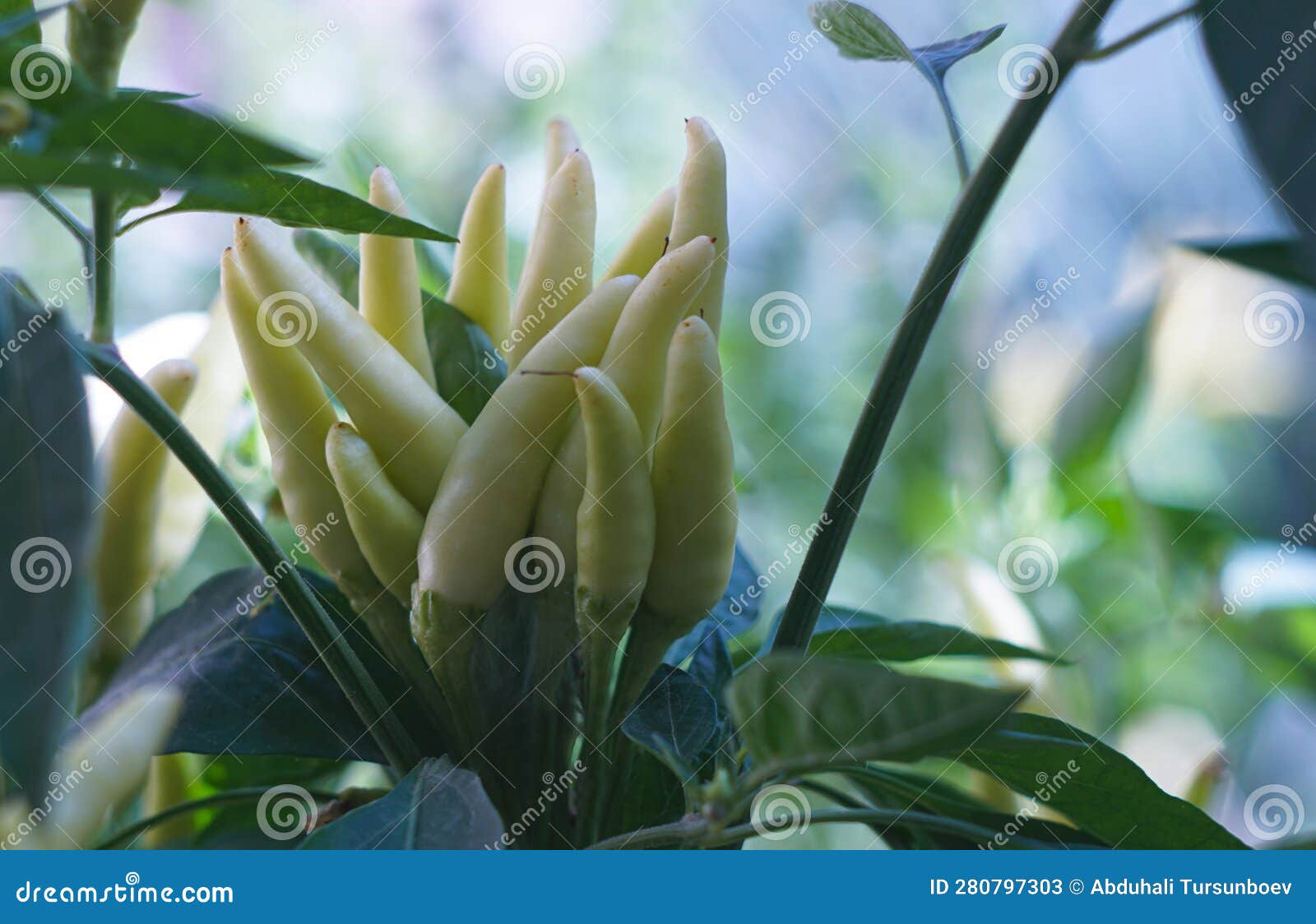 Small green pepper stock image. Image of greenhouse - 280797303