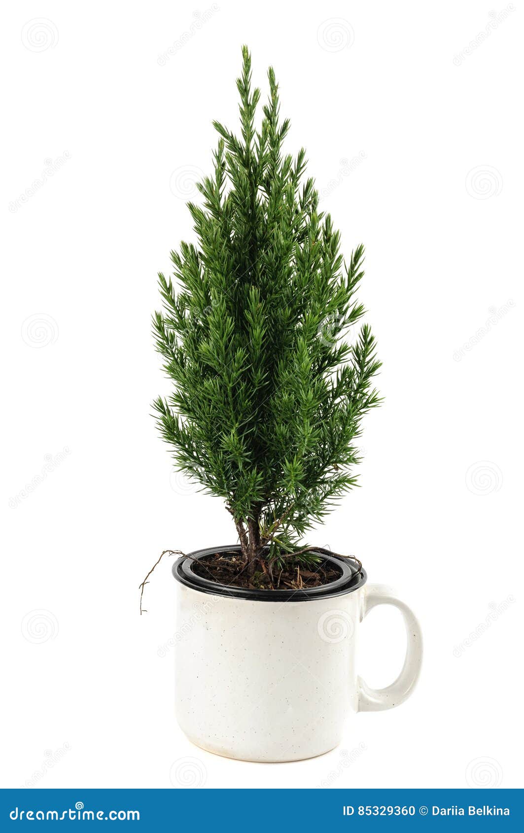 Small Green Pine Tree in the Cup Stock Photo - Image of evergreen ...