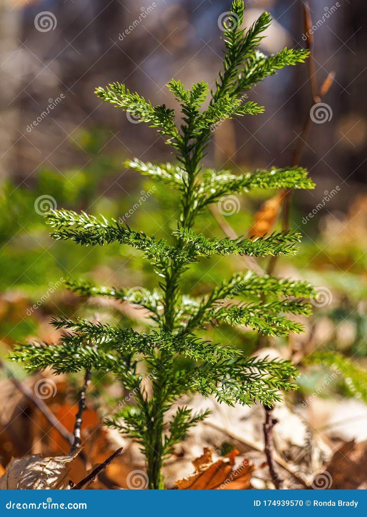 Pine Tree Sapling in Forest Stock Photo - Image of forest, autumn ...