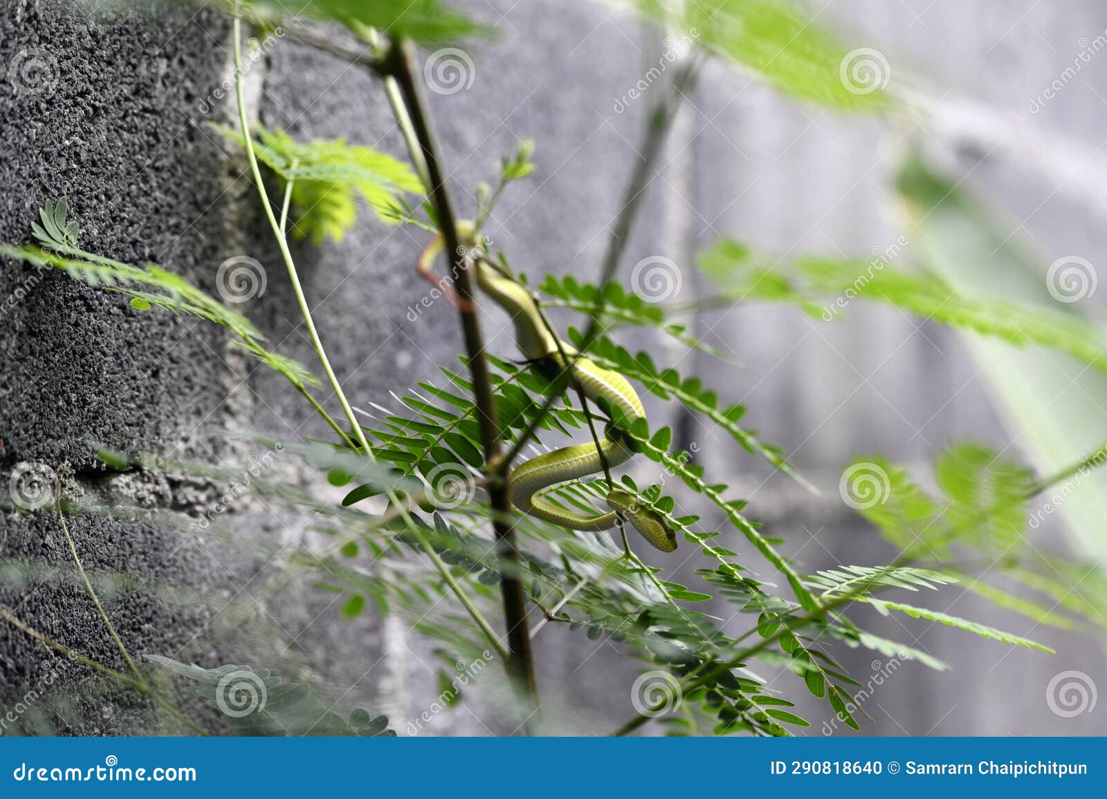 Small Green Pit Viper Hides Stock Photo - Image of fauna, wildlife ...