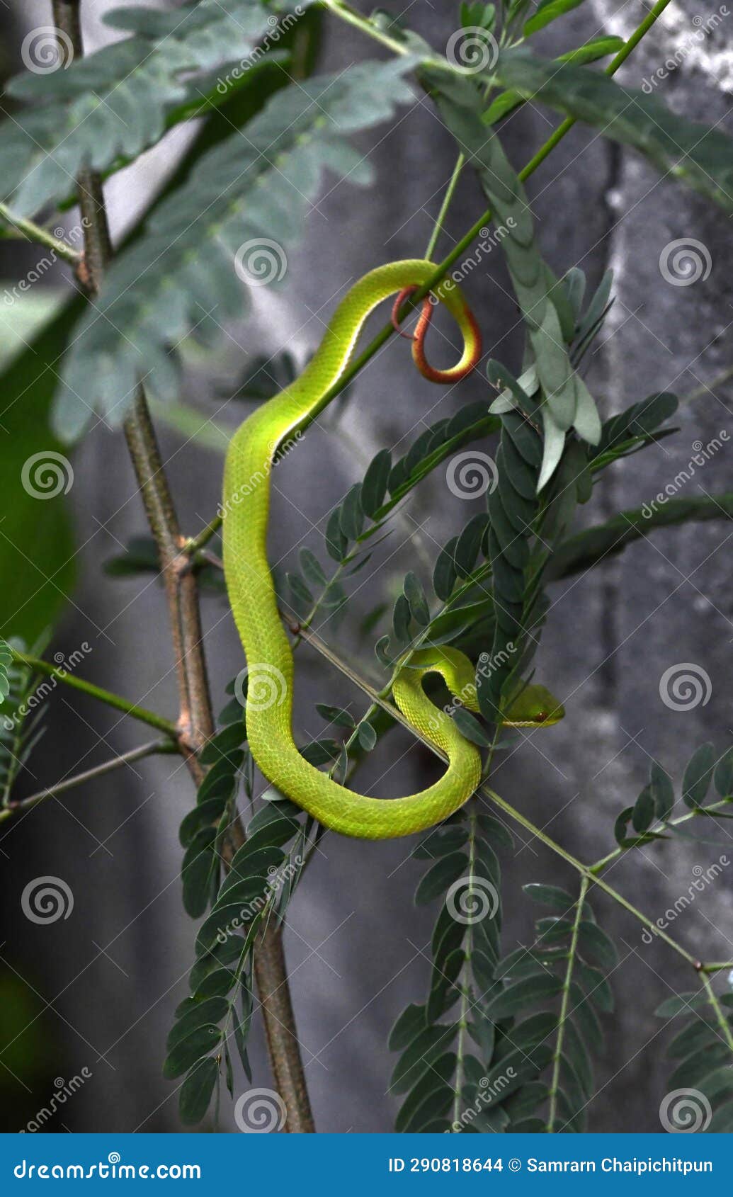 Small green pit viper stock photo. Image of hazardous - 290818644